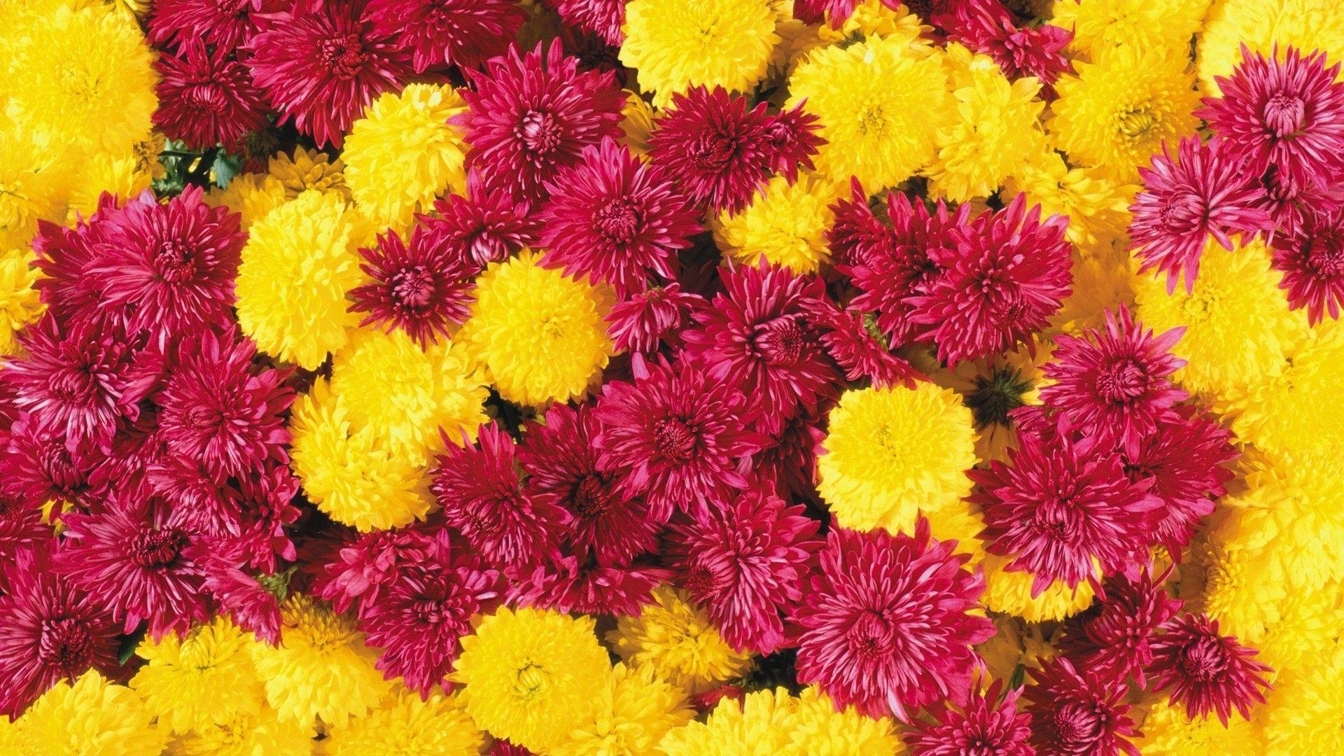 Fall Flowers Desktop Wallpapers - Top Free Fall Flowers Desktop ...