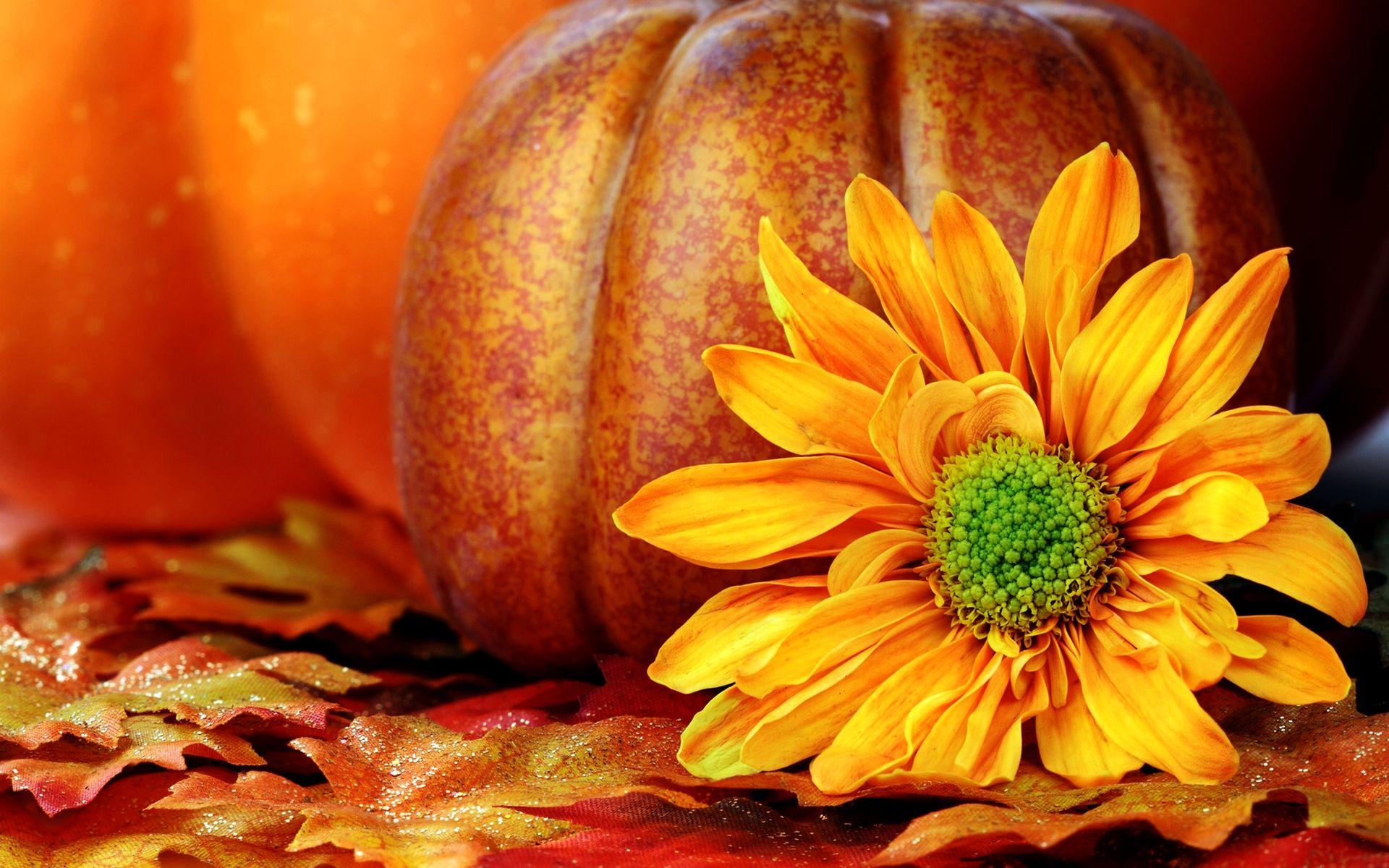 Fall Flowers Desktop Wallpapers - Top Free Fall Flowers Desktop ...
