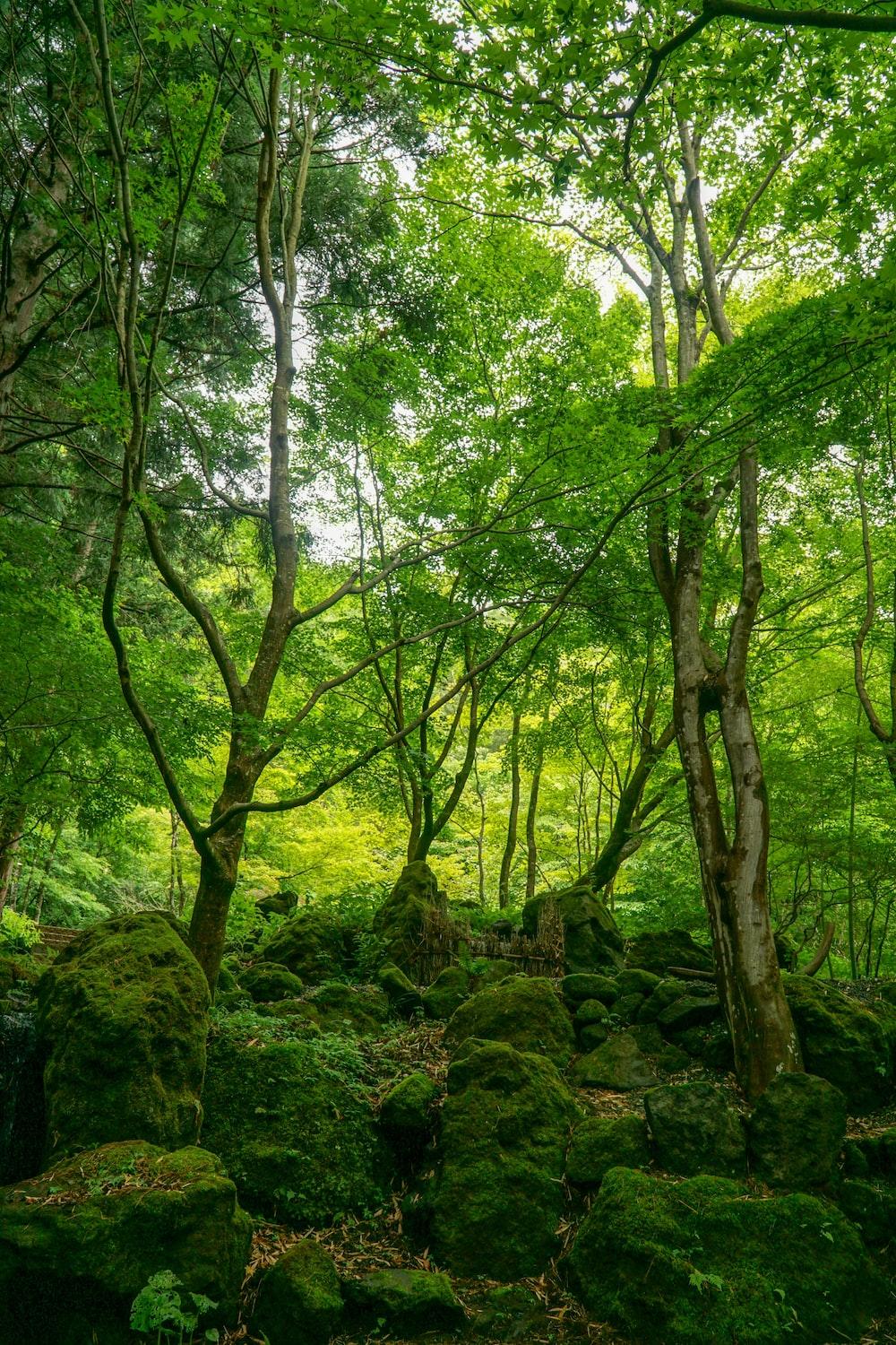 Beautiful Green Nature Wallpapers - Top Free Beautiful Green Nature ...