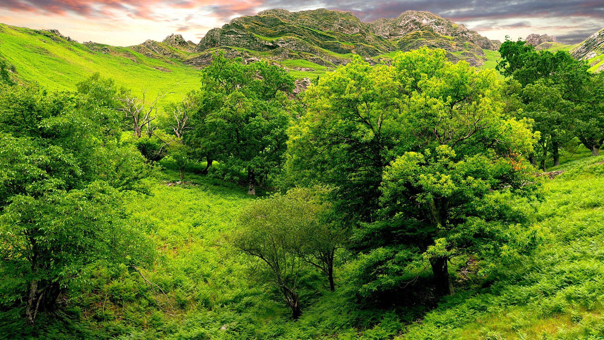 Beautiful Green Nature Wallpapers - Top Free Beautiful Green Nature ...