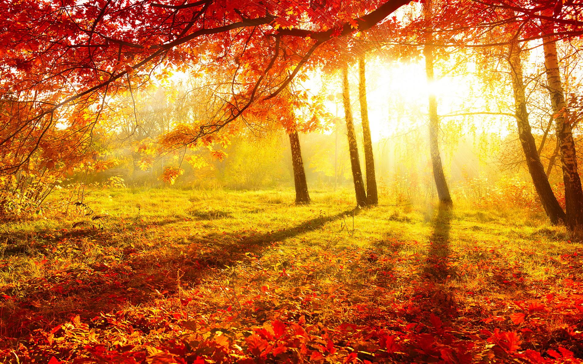 Autumn Morning Wallpapers - Top Free Autumn Morning Backgrounds ...
