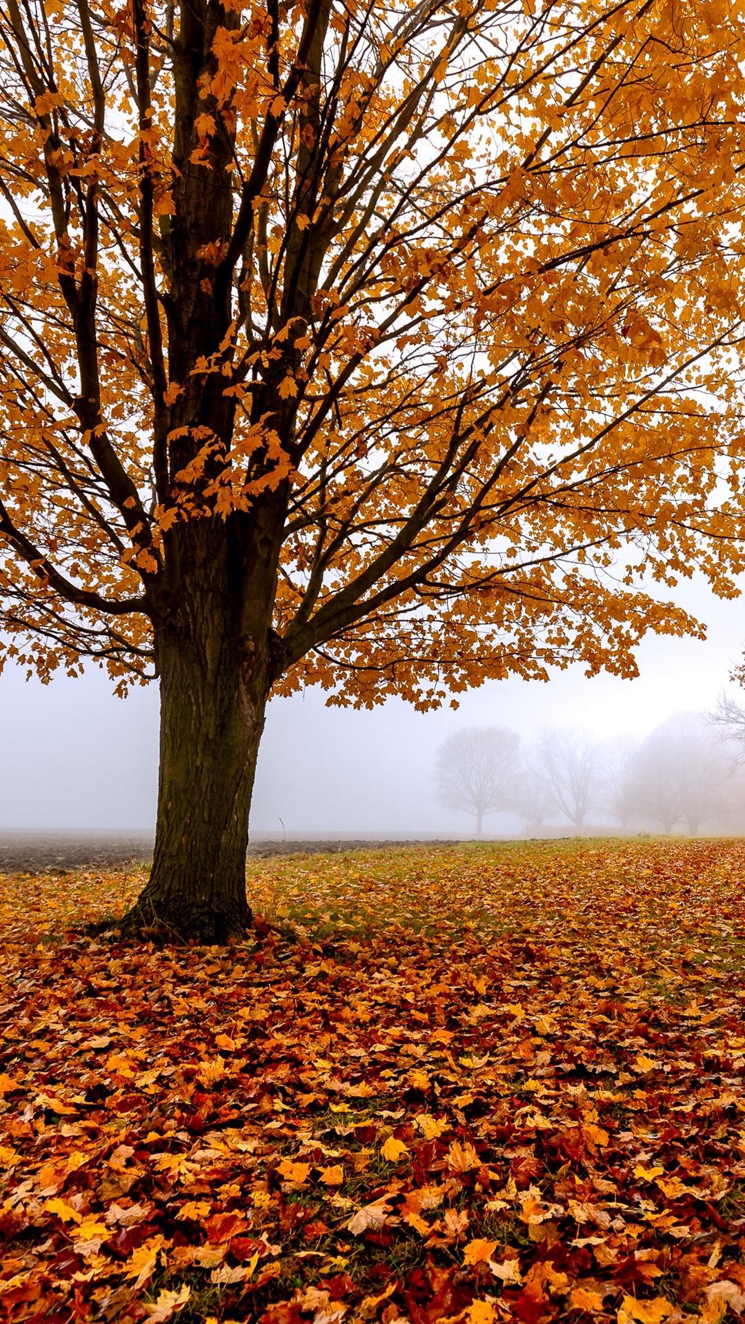 Autumn Morning Wallpapers - Top Free Autumn Morning Backgrounds ...