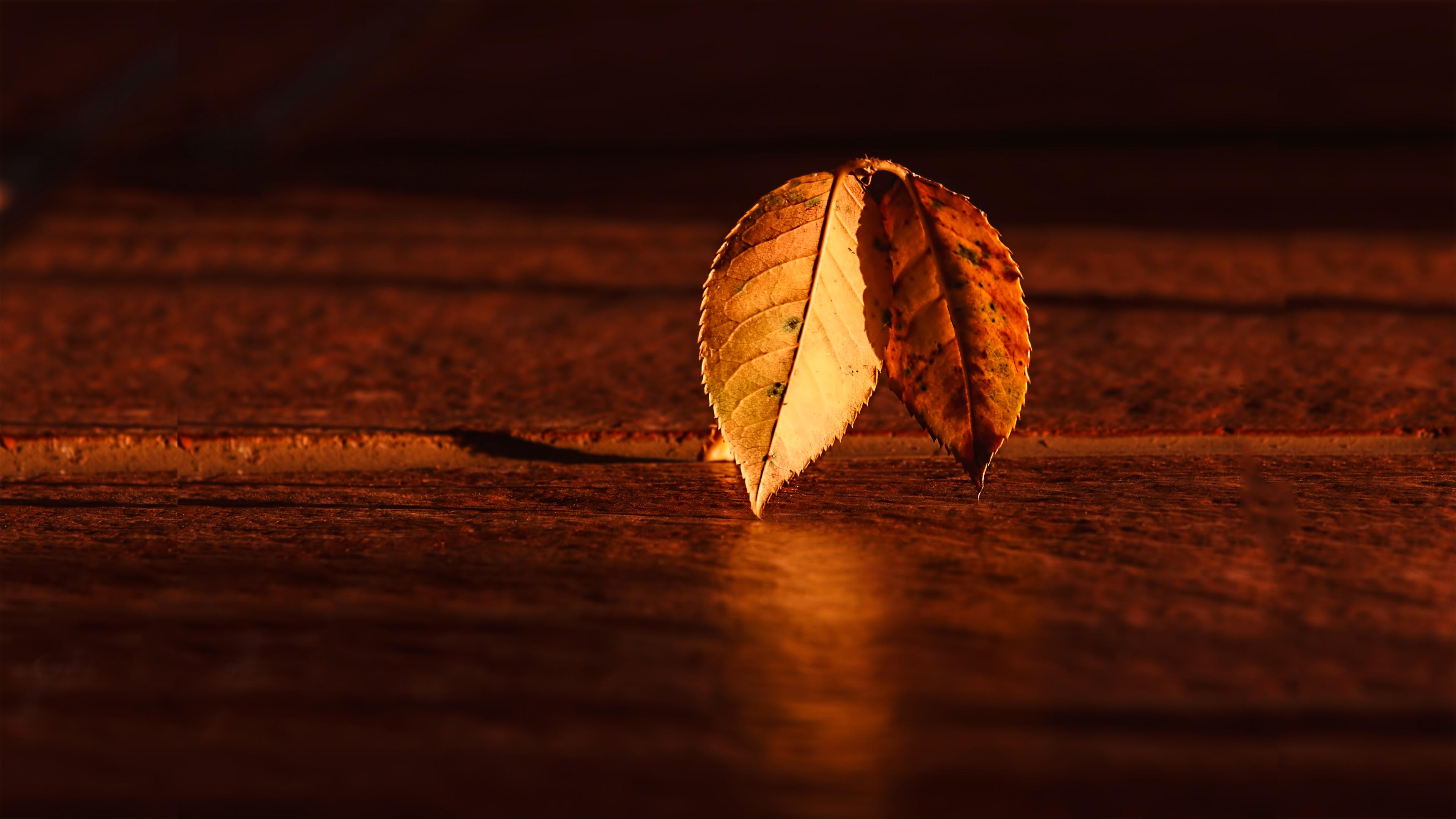 Autumn Morning Wallpapers - Top Free Autumn Morning Backgrounds ...