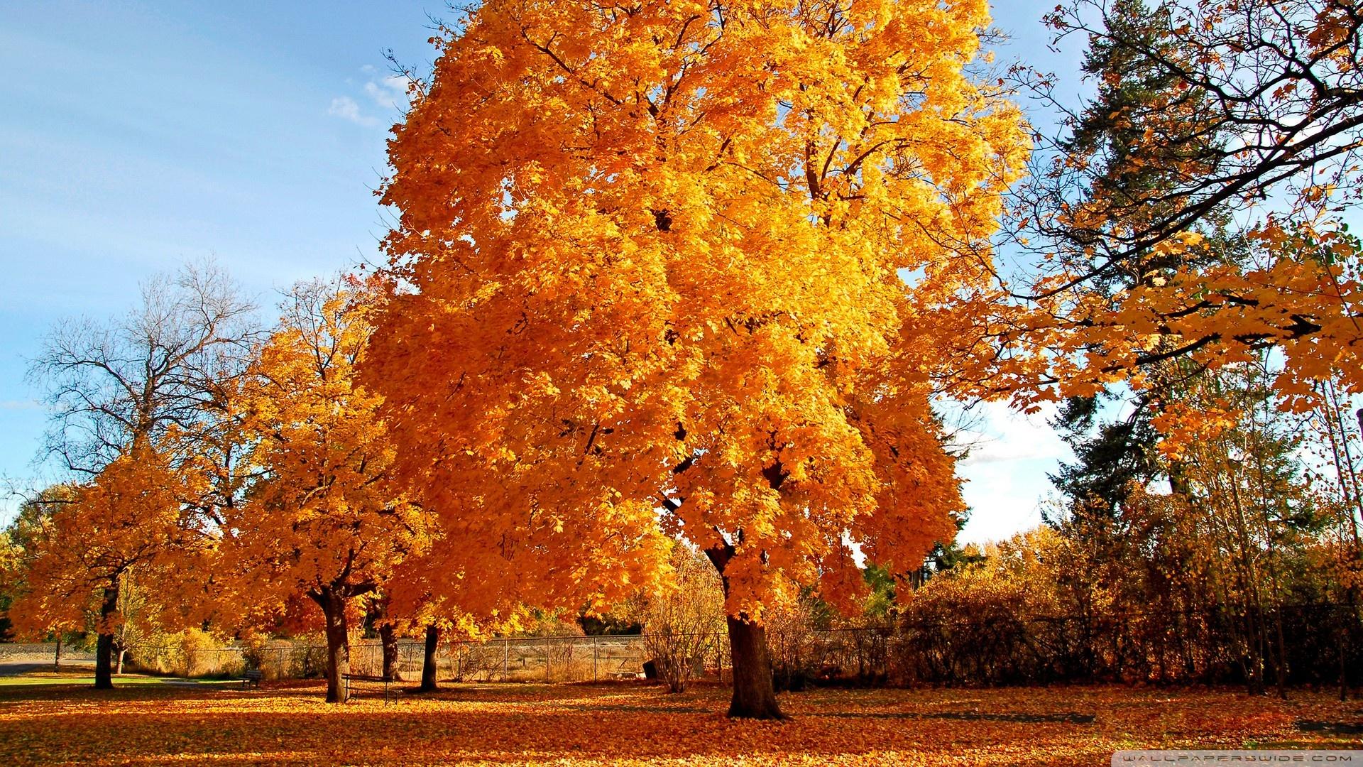 Autumn Morning Wallpapers - Top Free Autumn Morning Backgrounds ...