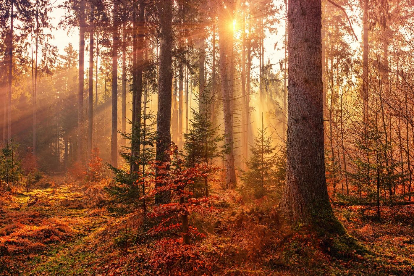 Autumn Morning Wallpapers - Top Free Autumn Morning Backgrounds ...