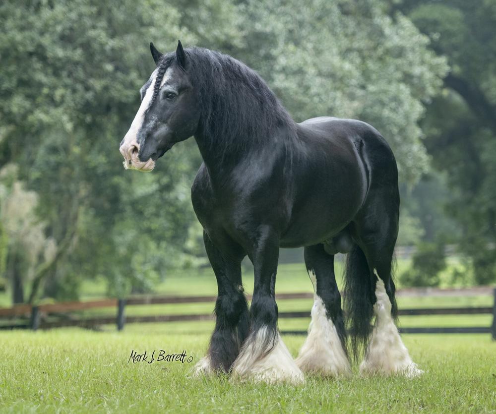 Gypsy Vanner Horse Wallpapers - Top Free Gypsy Vanner Horse Backgrounds ...