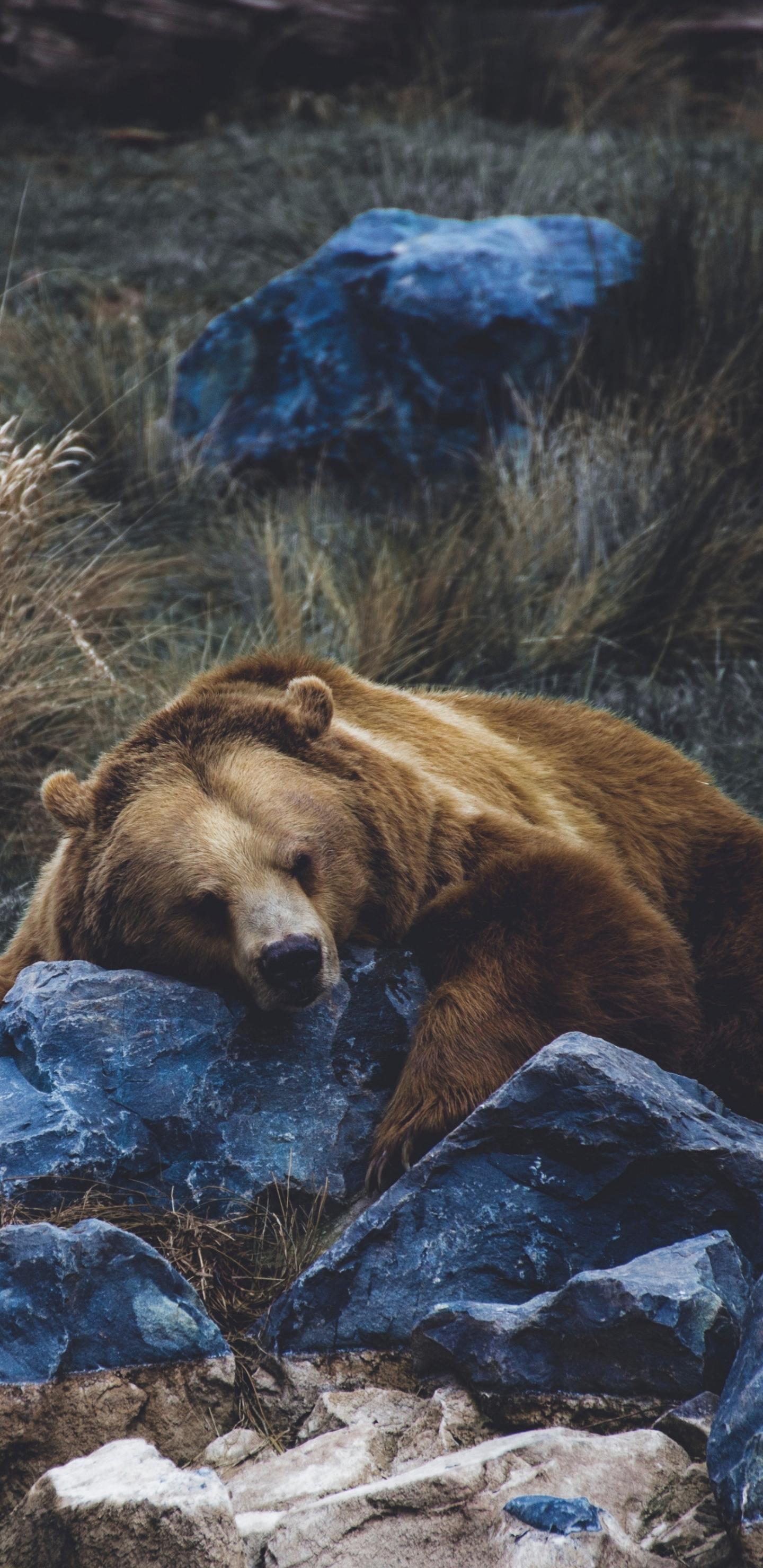 Grizzly Bear Art Wallpapers - Top Free Grizzly Bear Art Backgrounds ...