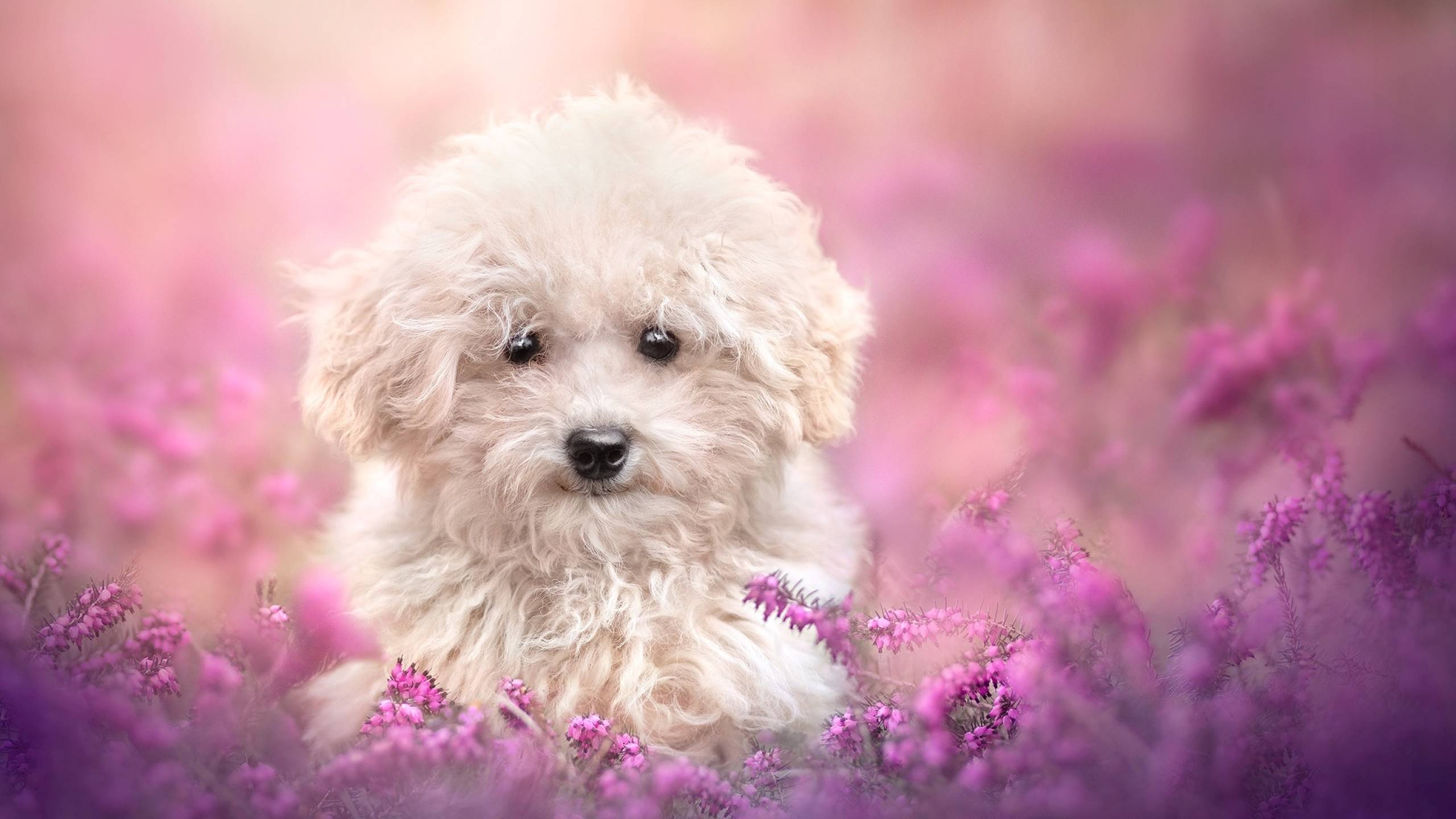 2560X1440 Dog Wallpapers - Top Free 2560X1440 Dog Backgrounds ...