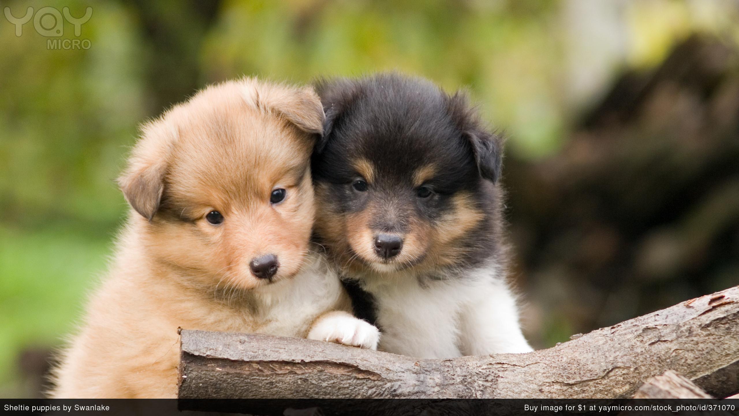 2560X1440 Dog Wallpapers - Top Free 2560X1440 Dog Backgrounds ...