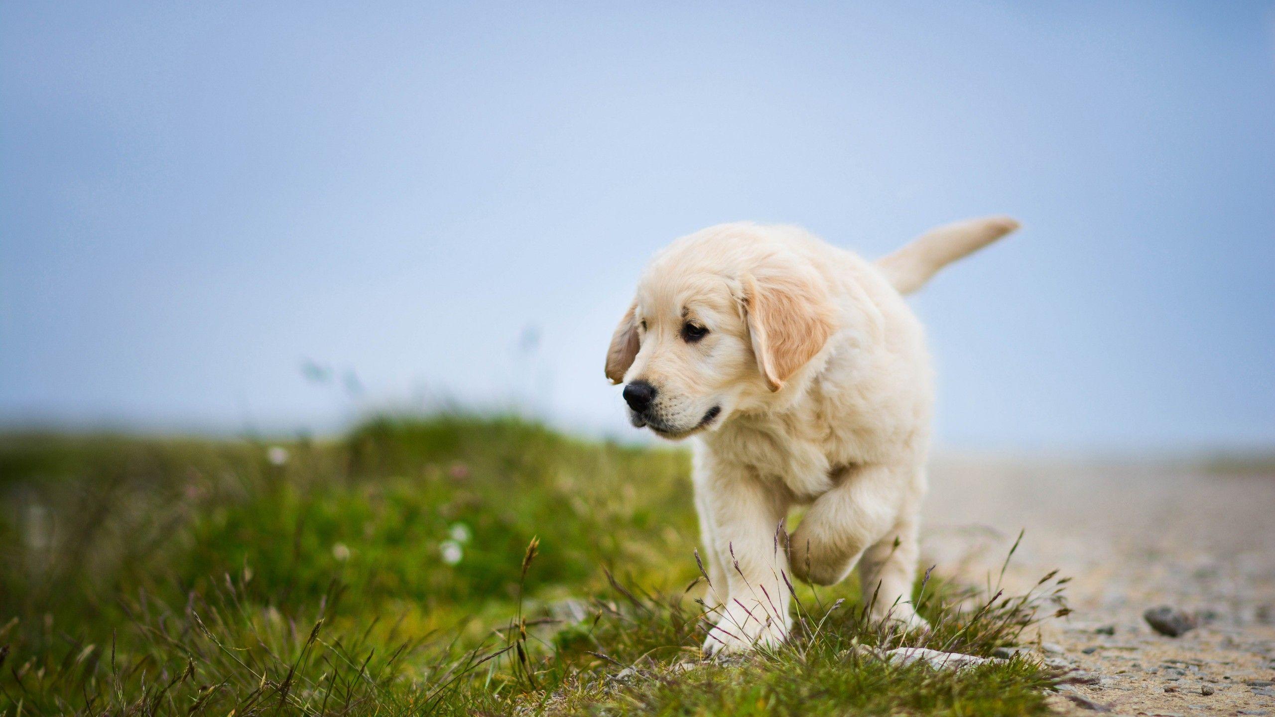2560X1440 Dog Wallpapers - Top Free 2560X1440 Dog Backgrounds ...
