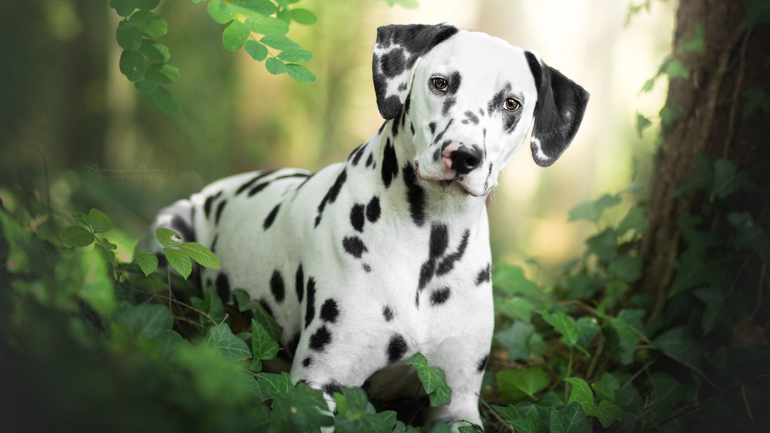 Dalmatian Dog Wallpapers - Top Free Dalmatian Dog Backgrounds ...