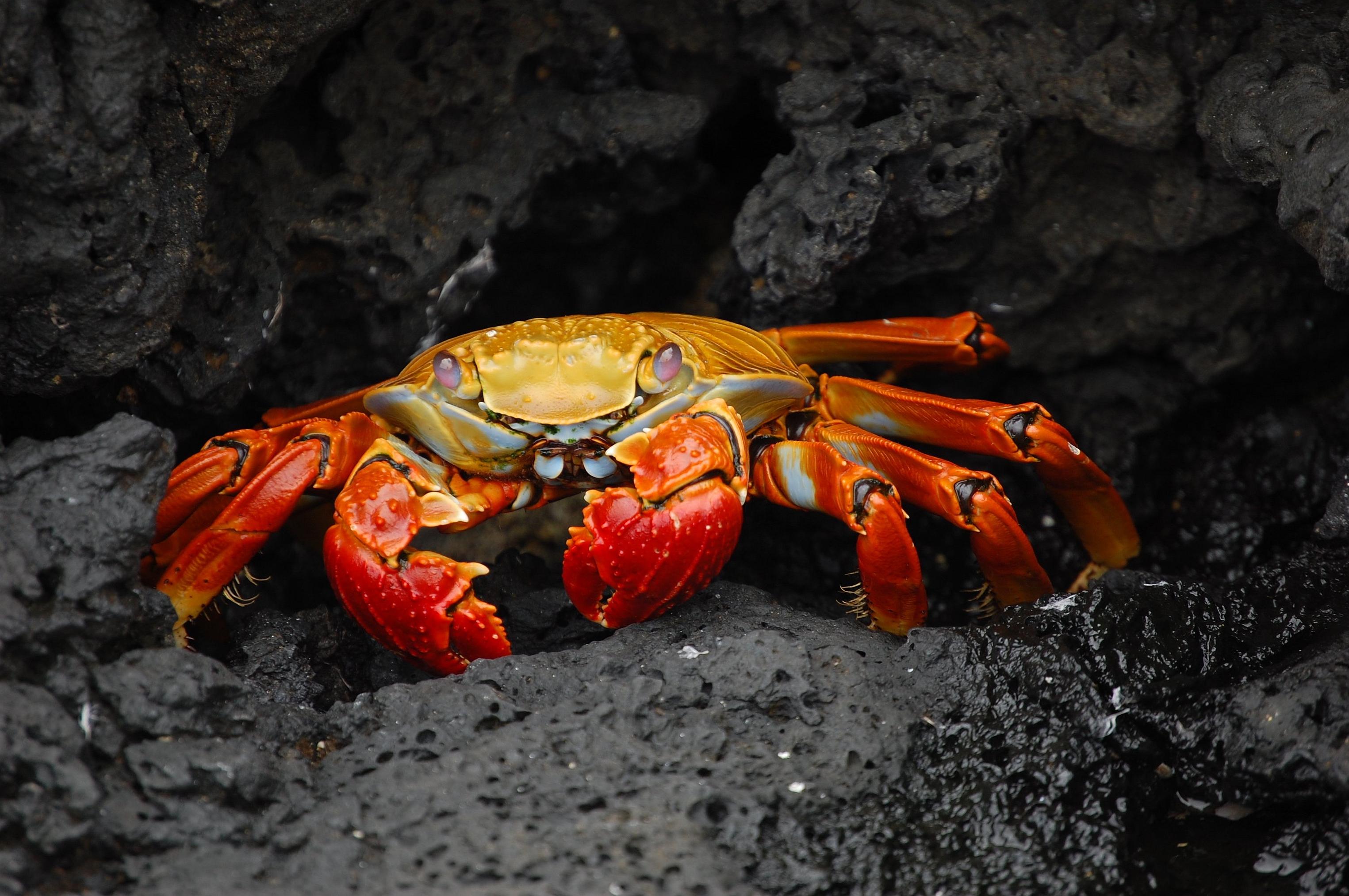Crab Desktop Wallpapers - Top Free Crab Desktop Backgrounds ...