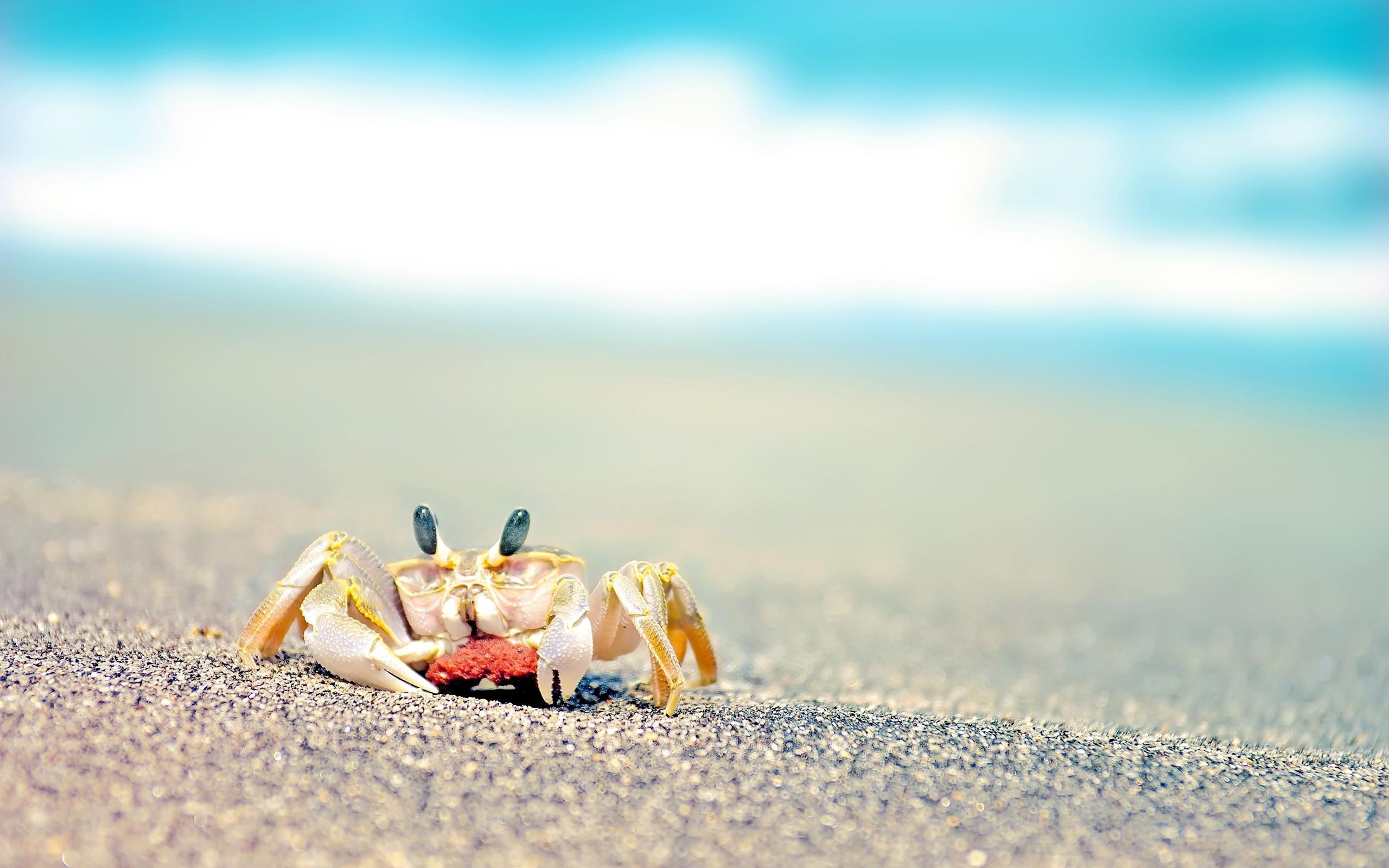 Crab Desktop Wallpapers - Top Free Crab Desktop Backgrounds ...