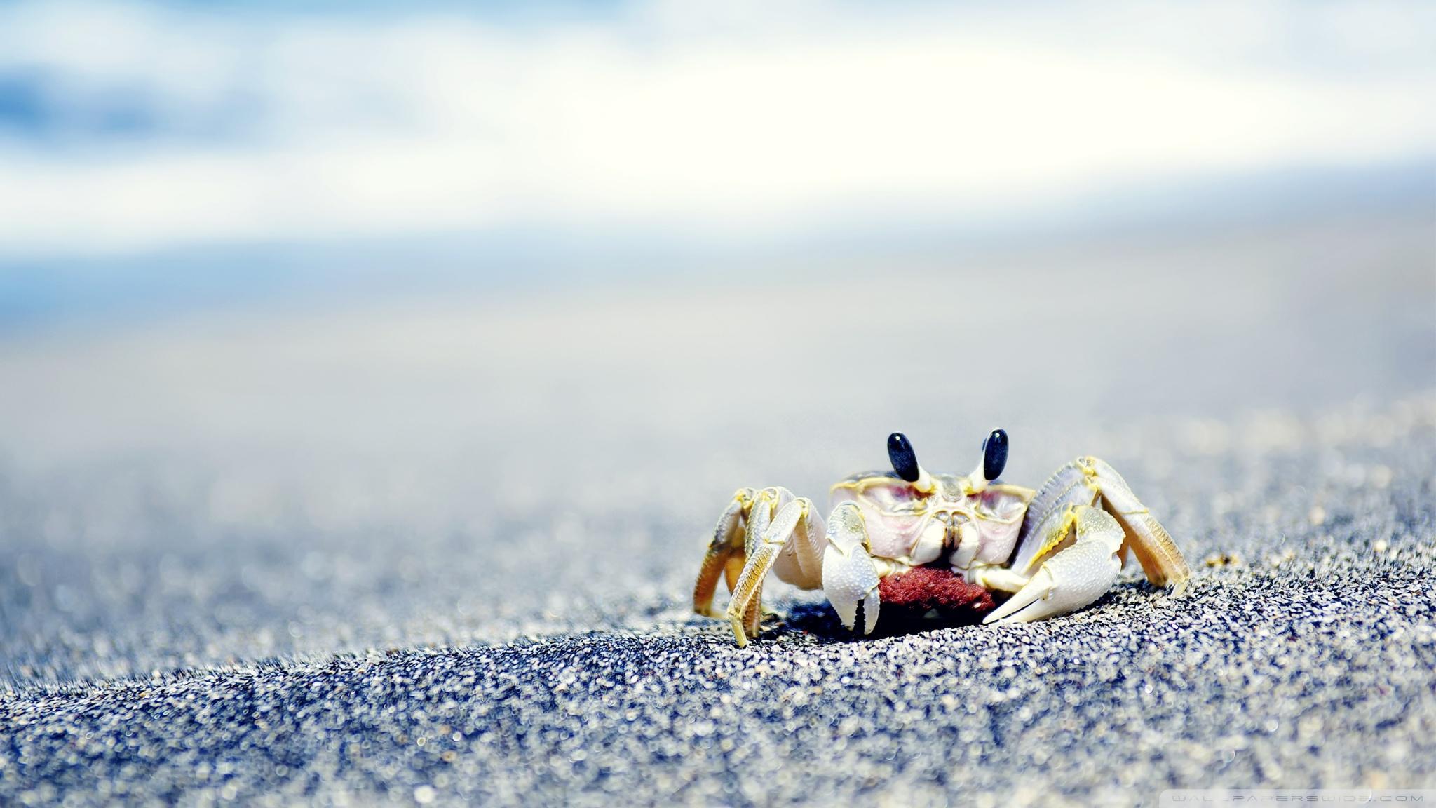Crab Desktop Wallpapers - Top Free Crab Desktop Backgrounds ...