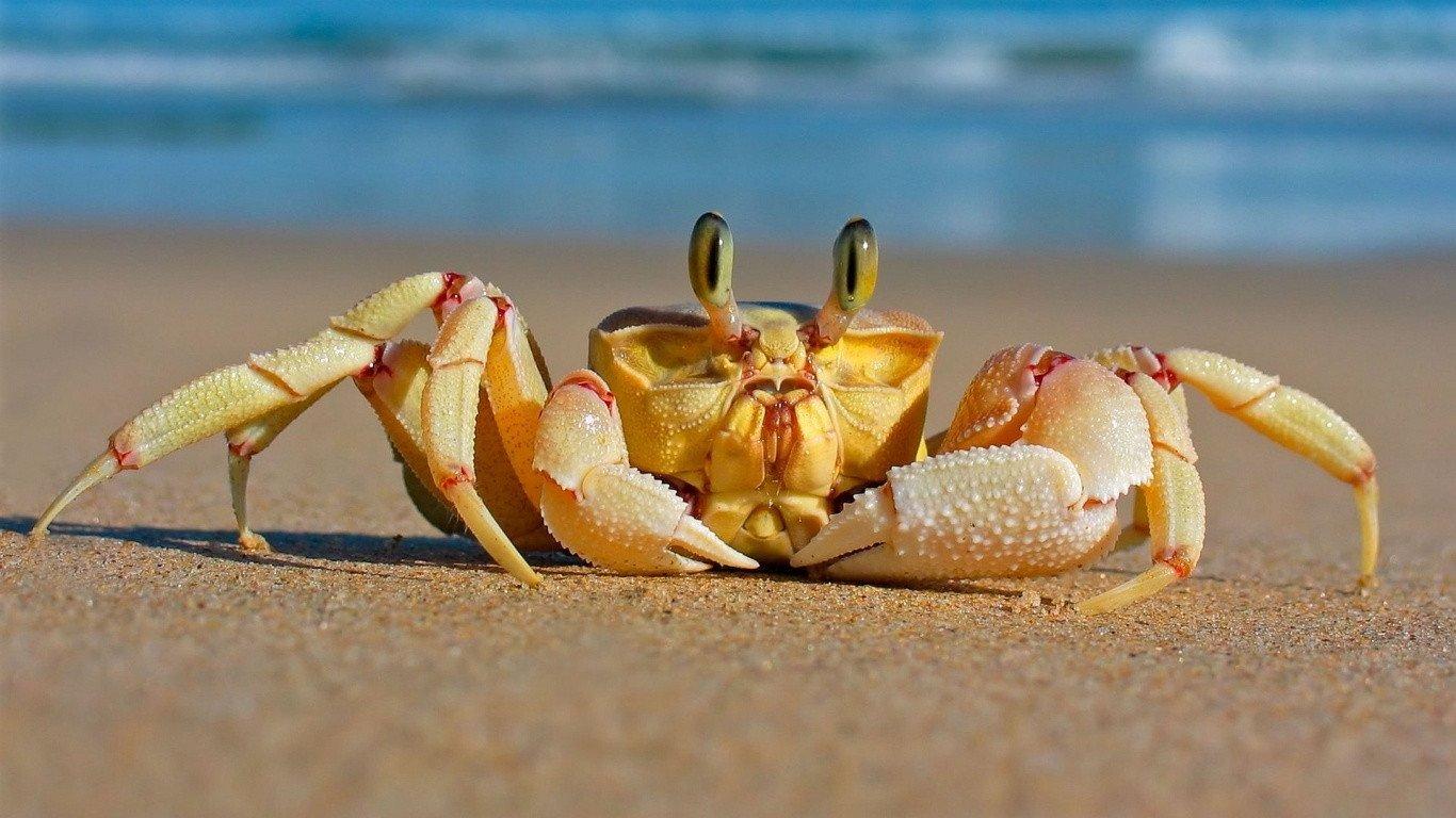 Crab Desktop Wallpapers - Top Free Crab Desktop Backgrounds ...