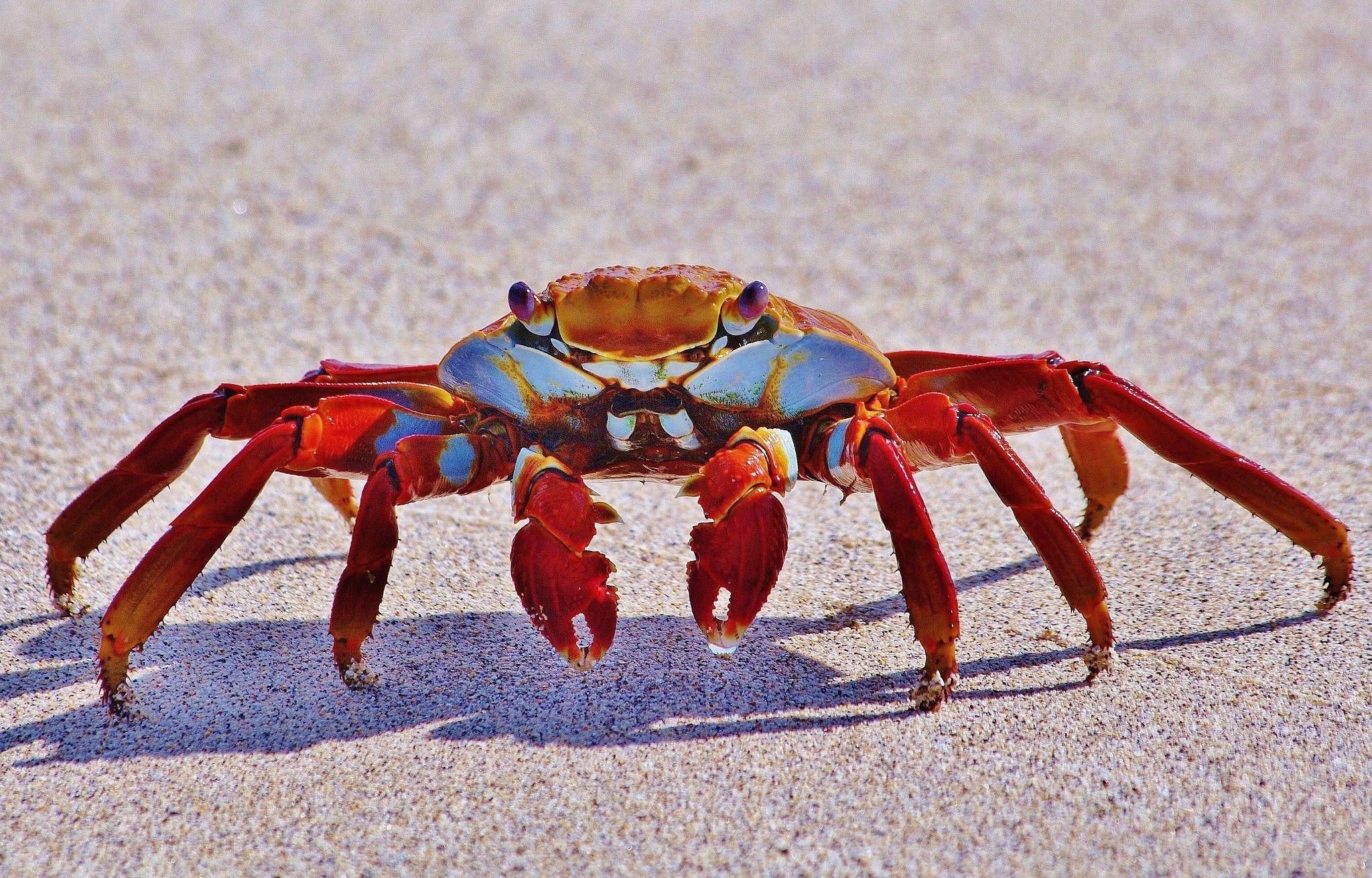 Crab Desktop Wallpapers - Top Free Crab Desktop Backgrounds ...