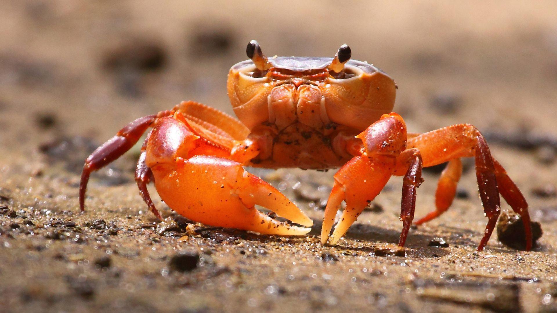 Crab Desktop Wallpapers - Top Free Crab Desktop Backgrounds ...