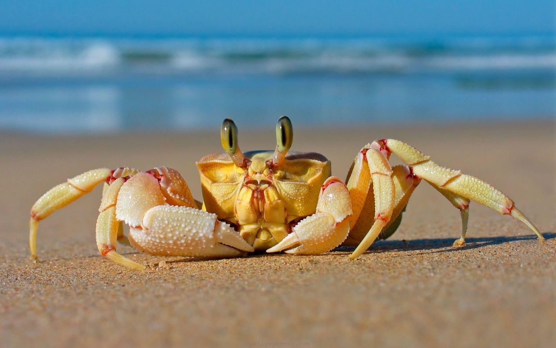 Crab Desktop Wallpapers - Top Free Crab Desktop Backgrounds ...