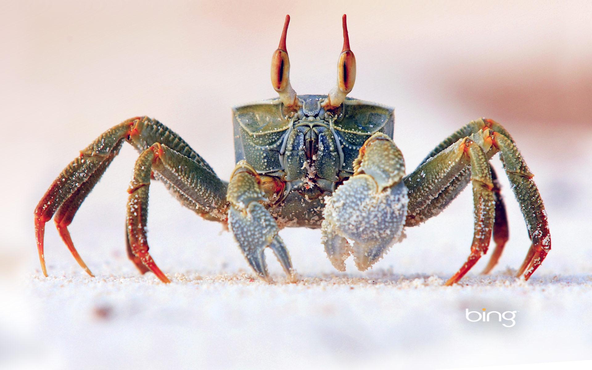 Crab Desktop Wallpapers - Top Free Crab Desktop Backgrounds ...