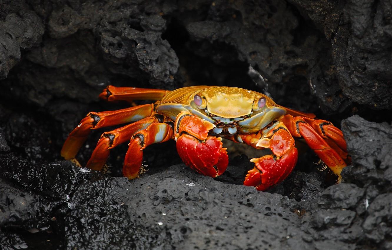 Crab Desktop Wallpapers - Top Free Crab Desktop Backgrounds ...