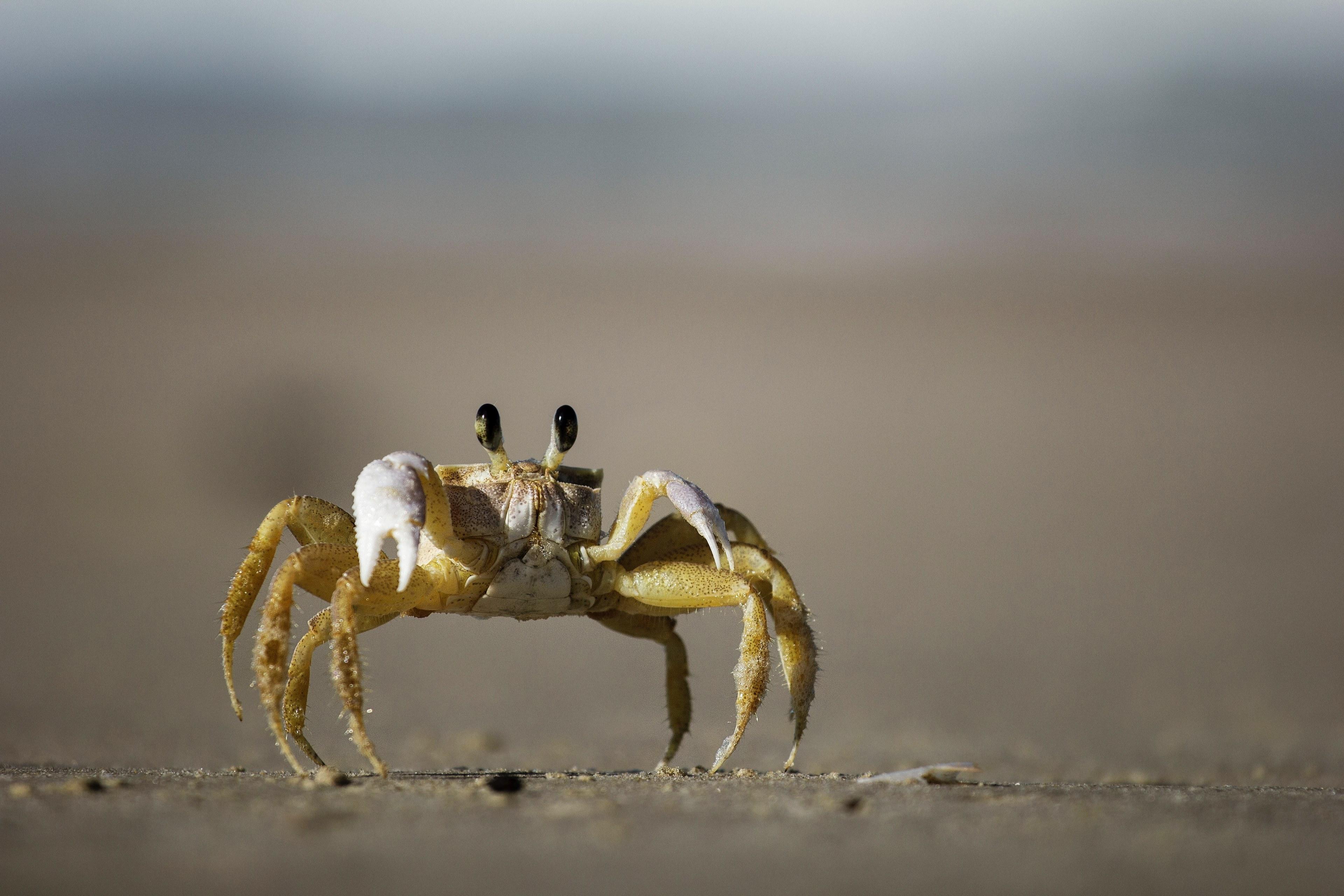 Crab Desktop Wallpapers - Top Free Crab Desktop Backgrounds ...