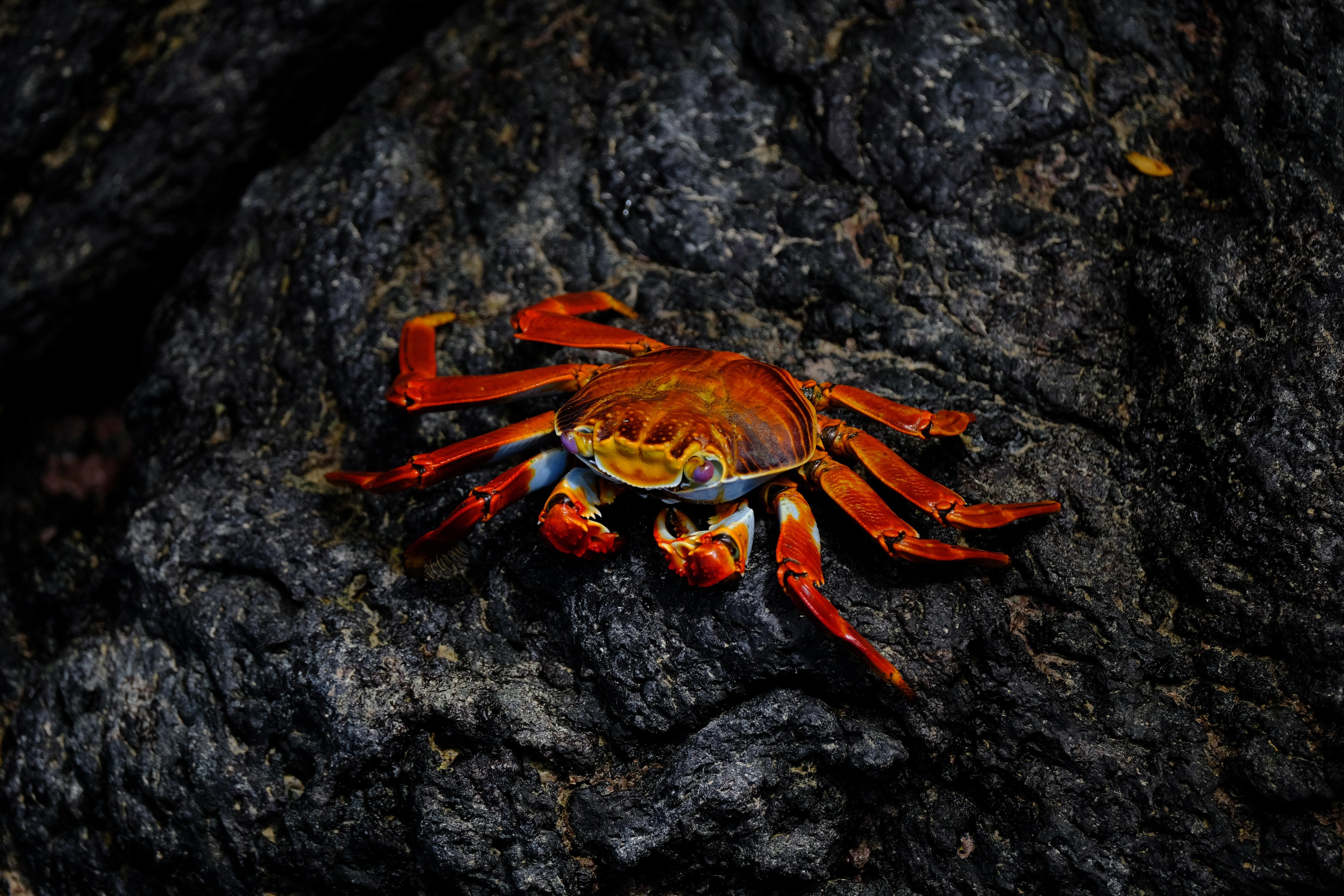 Crab Desktop Wallpapers - Top Free Crab Desktop Backgrounds ...