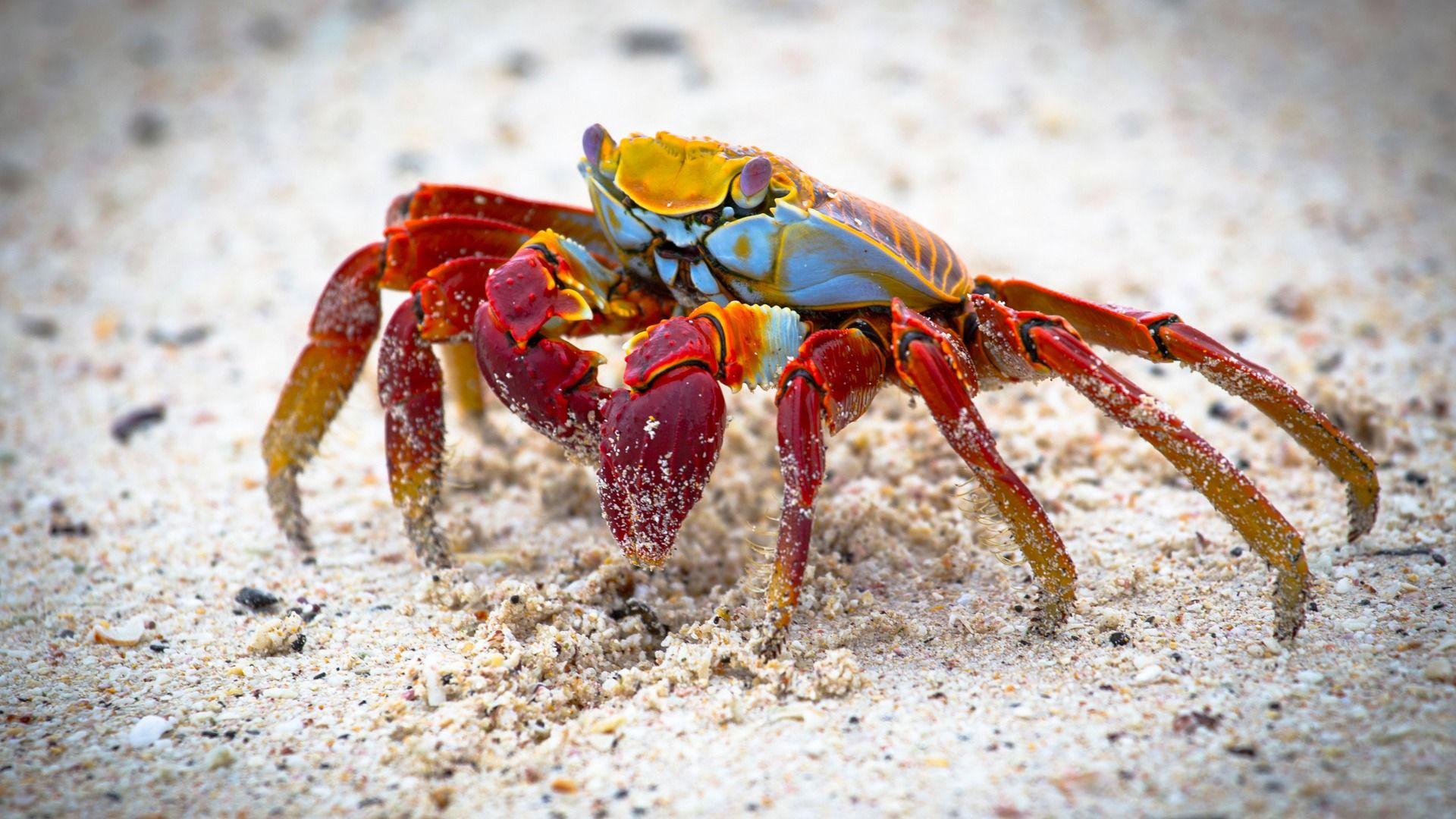 Crab Desktop Wallpapers - Top Free Crab Desktop Backgrounds ...