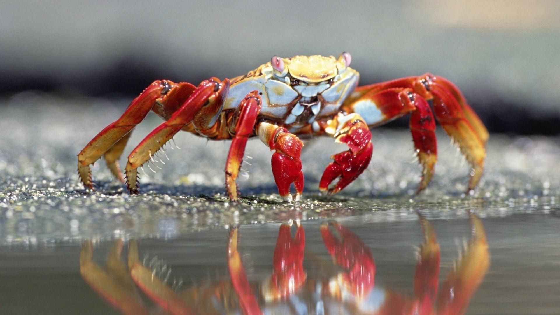 Crab Desktop Wallpapers - Top Free Crab Desktop Backgrounds ...