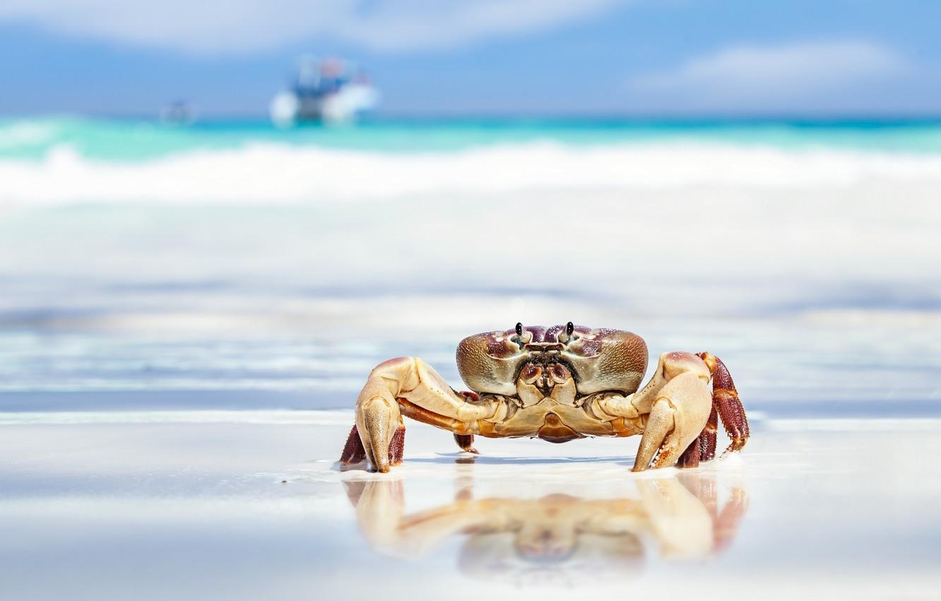 Crab Desktop Wallpapers - Top Free Crab Desktop Backgrounds ...