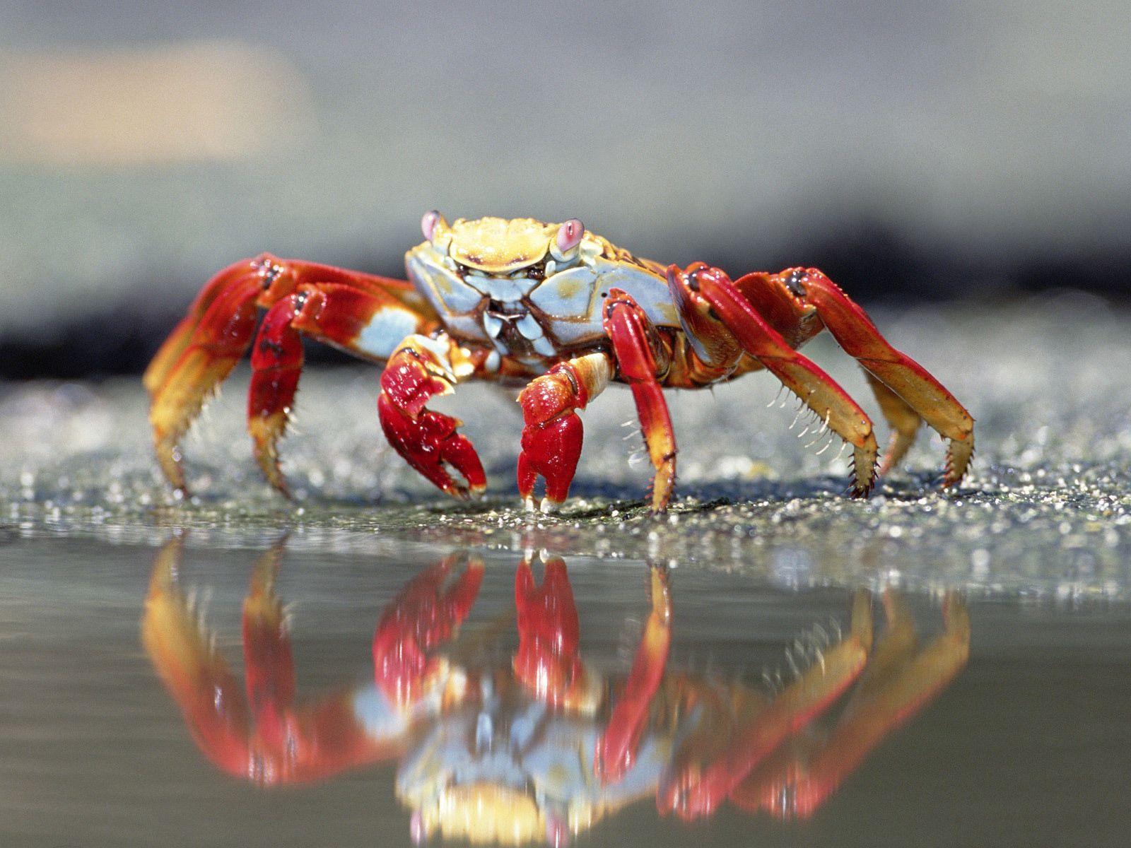 Crab Desktop Wallpapers - Top Free Crab Desktop Backgrounds ...