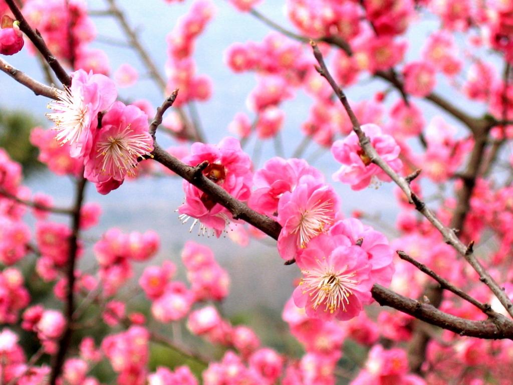 Chinese Flowers Wallpapers - Top Free Chinese Flowers Backgrounds ...
