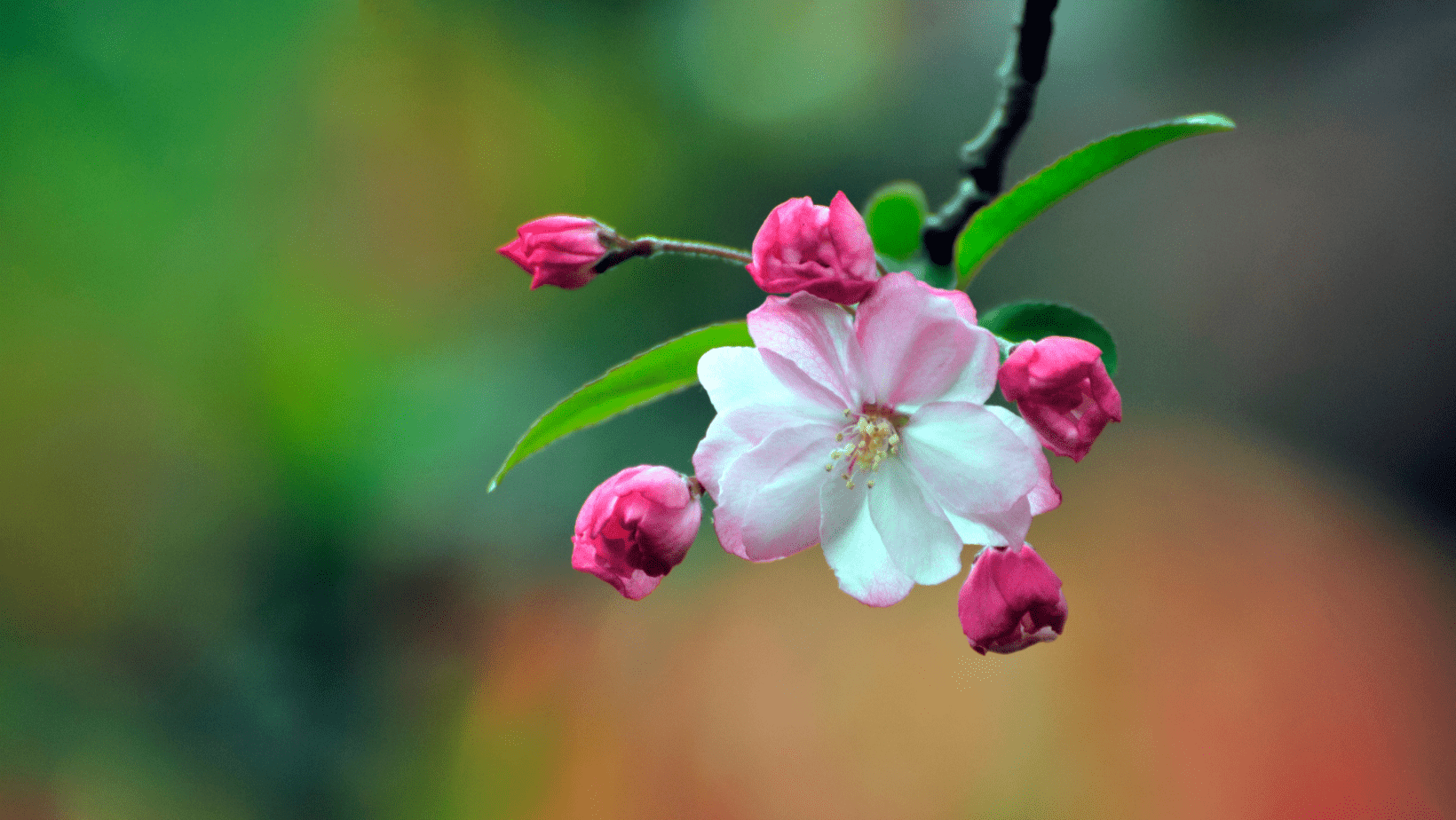 Chinese Flowers Wallpapers - Top Free Chinese Flowers Backgrounds ...