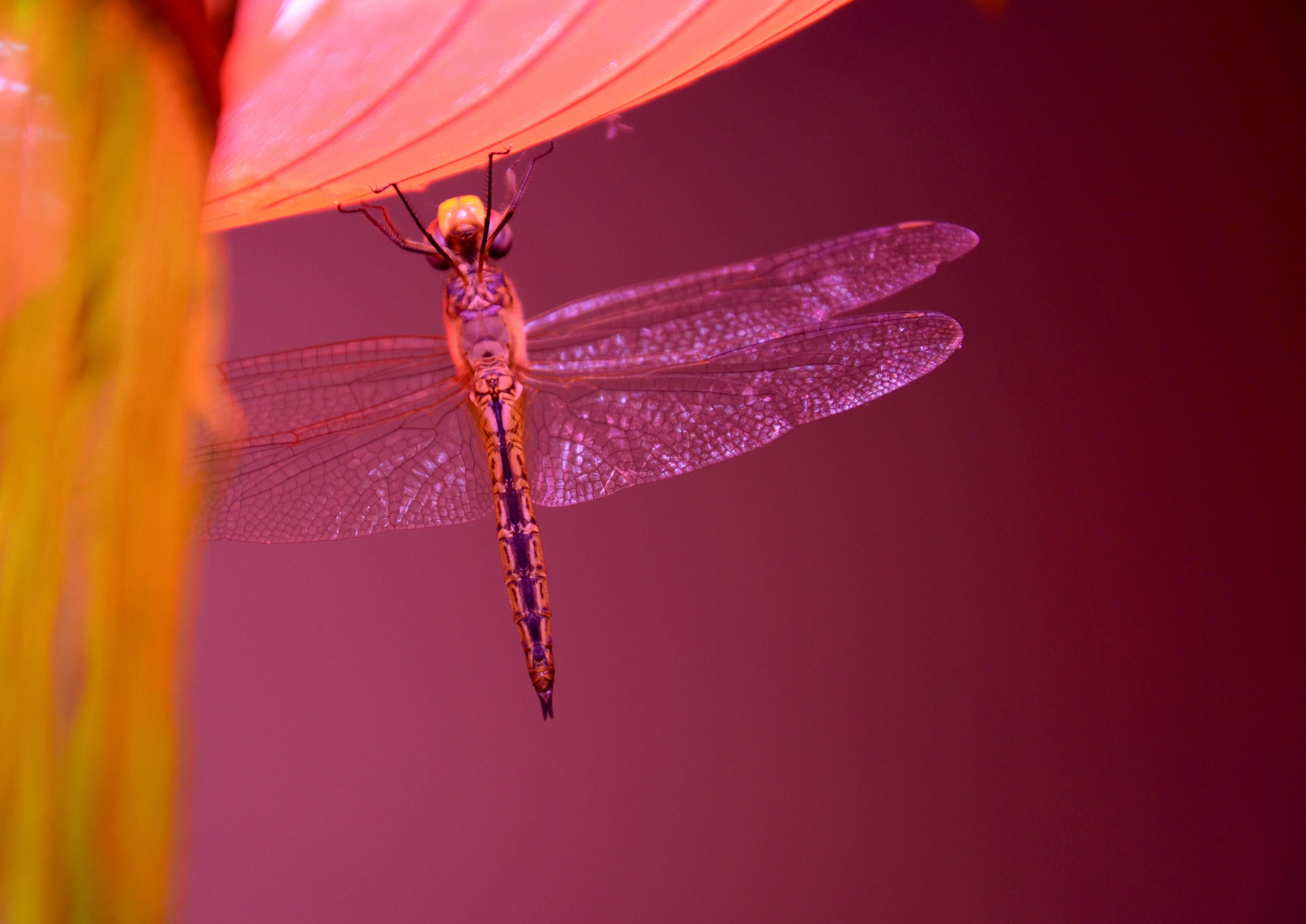 Ubuntu Default Wallpapers - Top Free Ubuntu Default Backgrounds ...