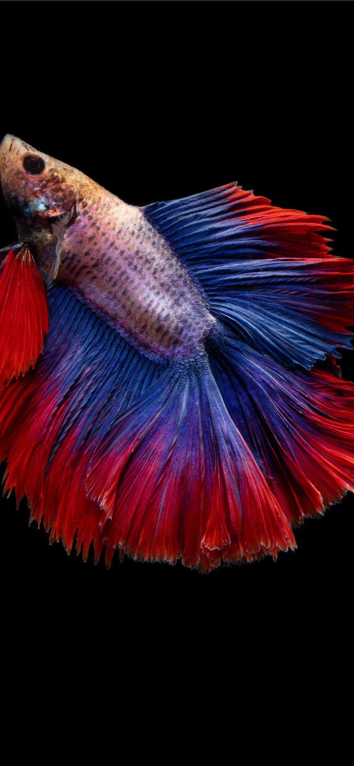 Betta Fish iPhone Wallpapers - Top Free Betta Fish iPhone Backgrounds ...