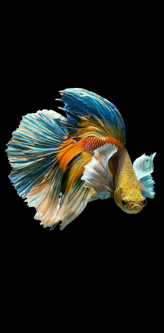 Betta Fish iPhone Wallpapers - Top Free Betta Fish iPhone Backgrounds ...