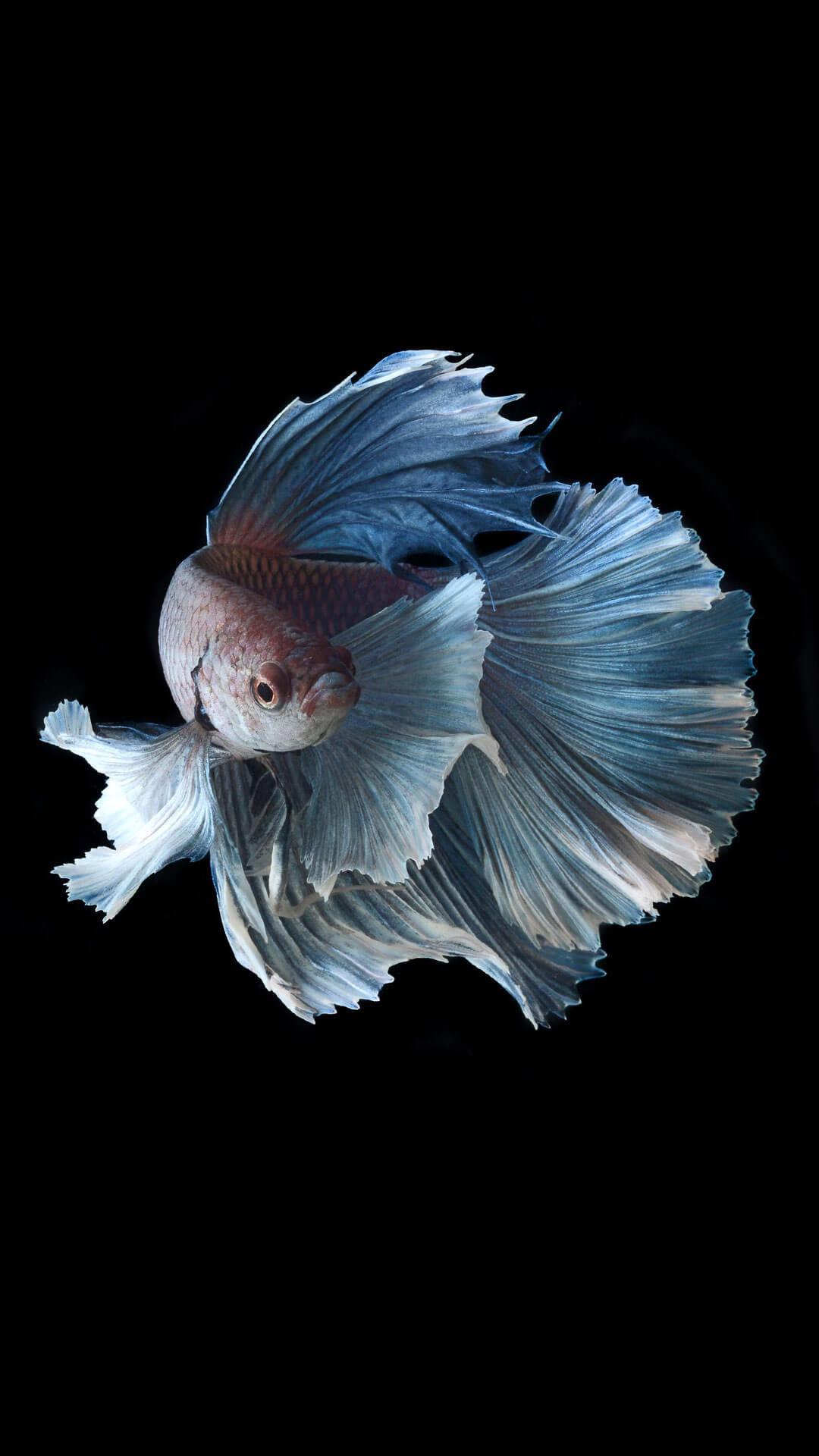 Betta Fish iPhone Wallpapers - Top Free Betta Fish iPhone Backgrounds ...