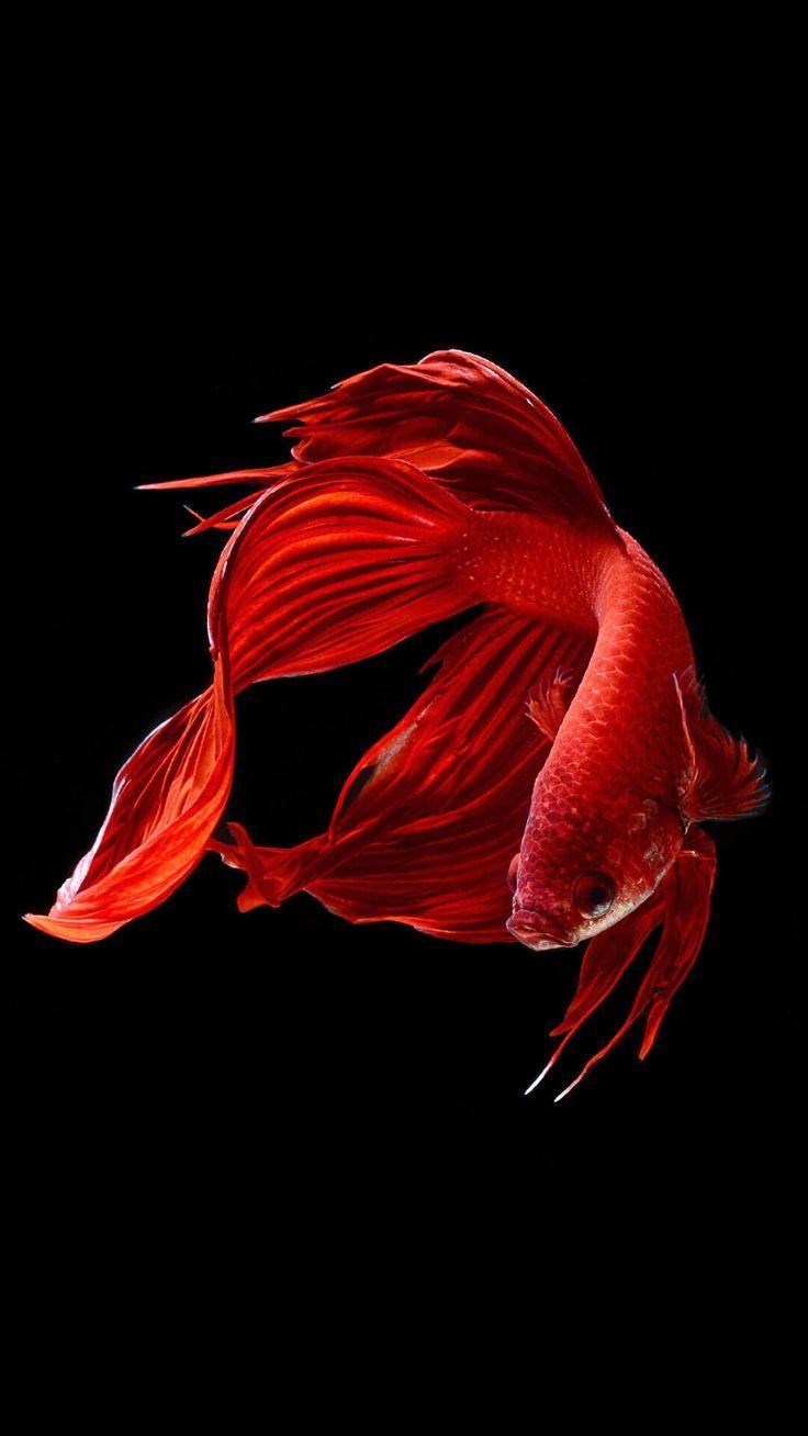 Betta Fish iPhone Wallpapers - Top Free Betta Fish iPhone Backgrounds ...