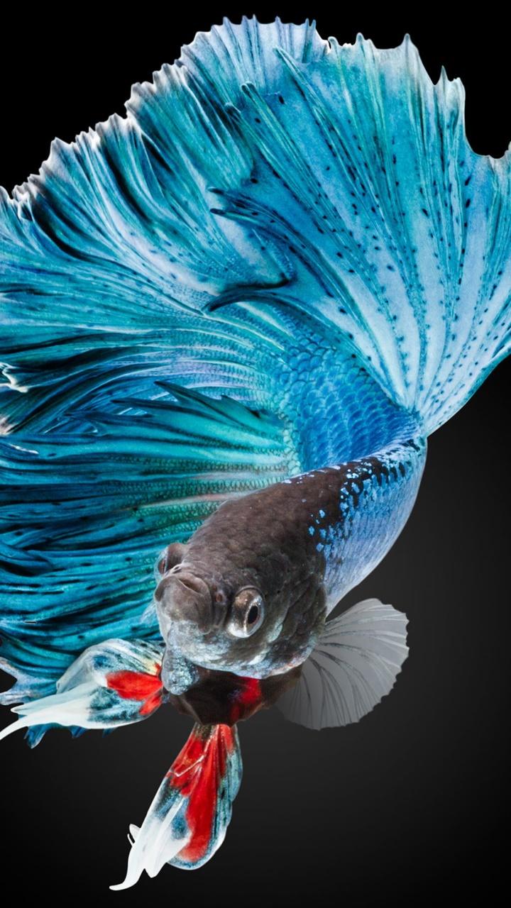 Betta Fish iPhone Wallpapers - Top Free Betta Fish iPhone Backgrounds ...