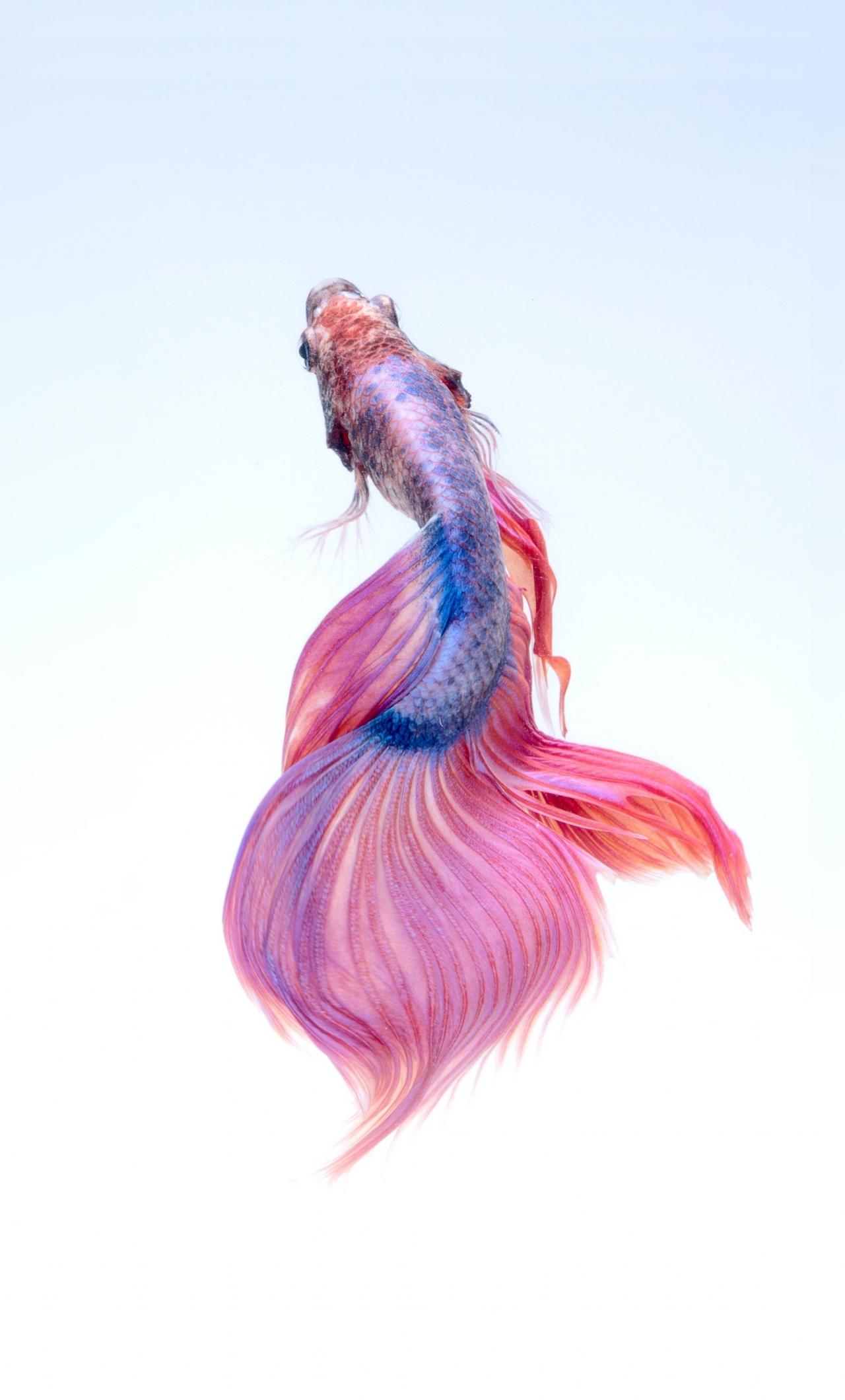 Betta Fish iPhone Wallpapers - Top Free Betta Fish iPhone Backgrounds ...