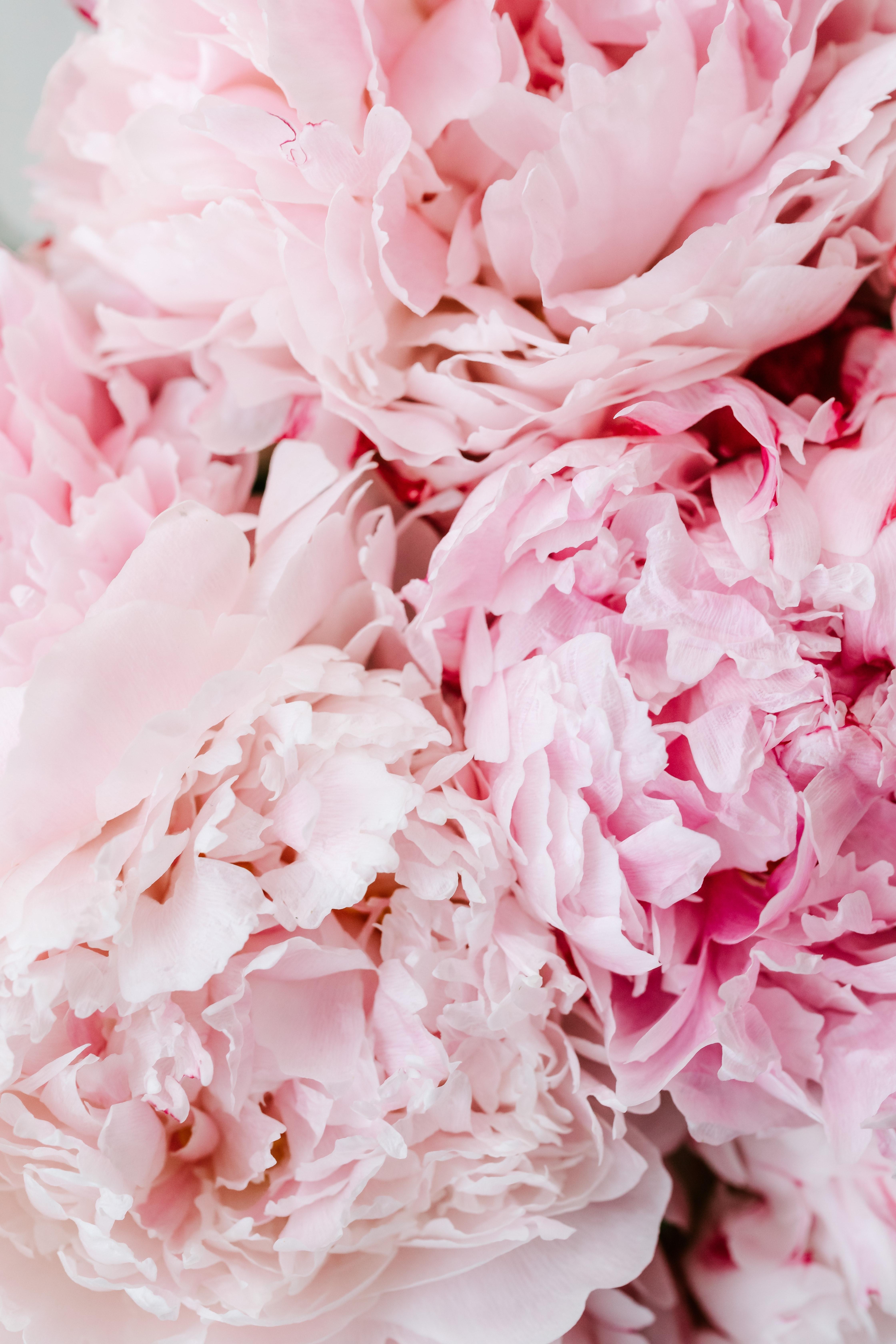 Light Pink Peonies Wallpapers - Top Free Light Pink Peonies Backgrounds ...