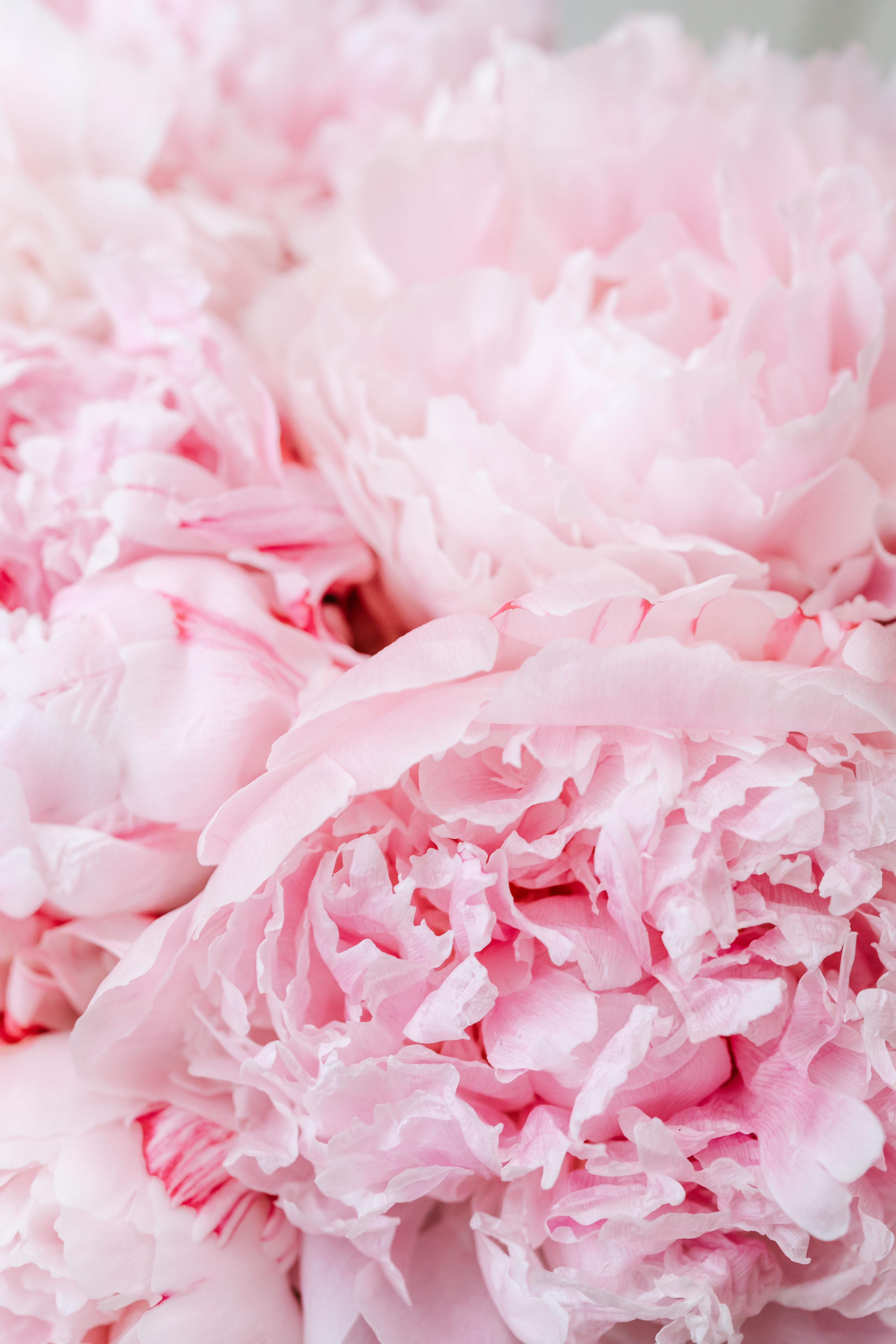 Light Pink Peonies Wallpapers - Top Free Light Pink Peonies Backgrounds ...
