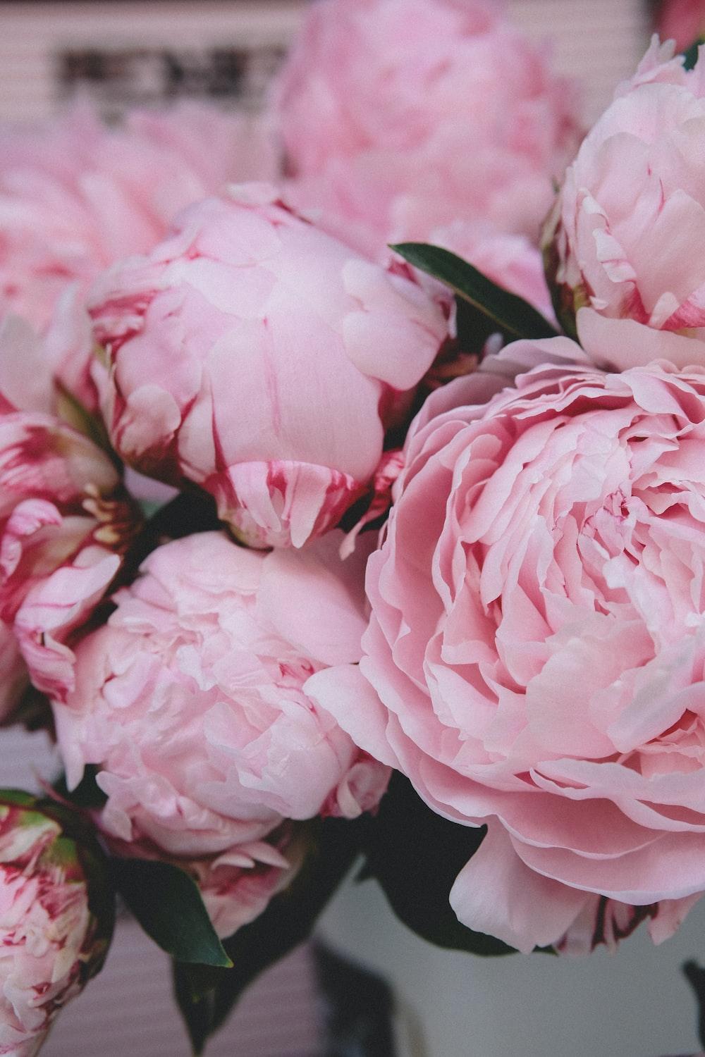 Light Pink Peonies Wallpapers - Top Free Light Pink Peonies Backgrounds ...