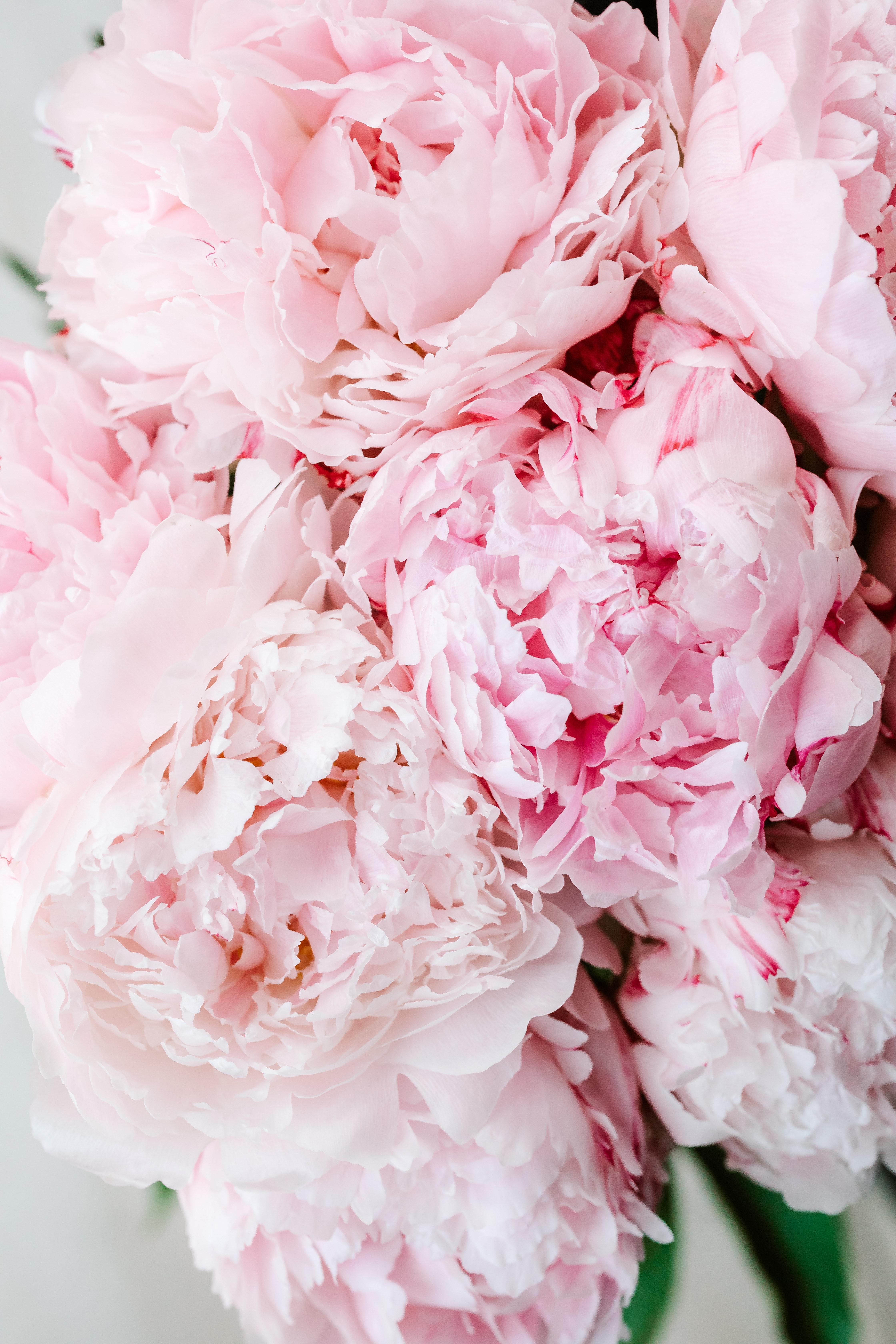 Light Pink Peonies Wallpapers - Top Free Light Pink Peonies Backgrounds ...
