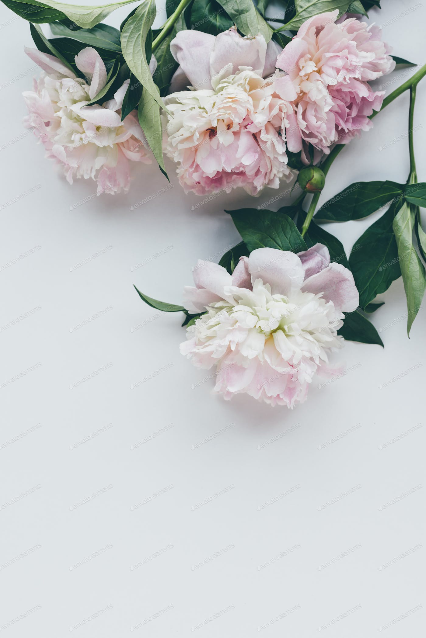 Light Pink Peonies Wallpapers - Top Free Light Pink Peonies Backgrounds ...