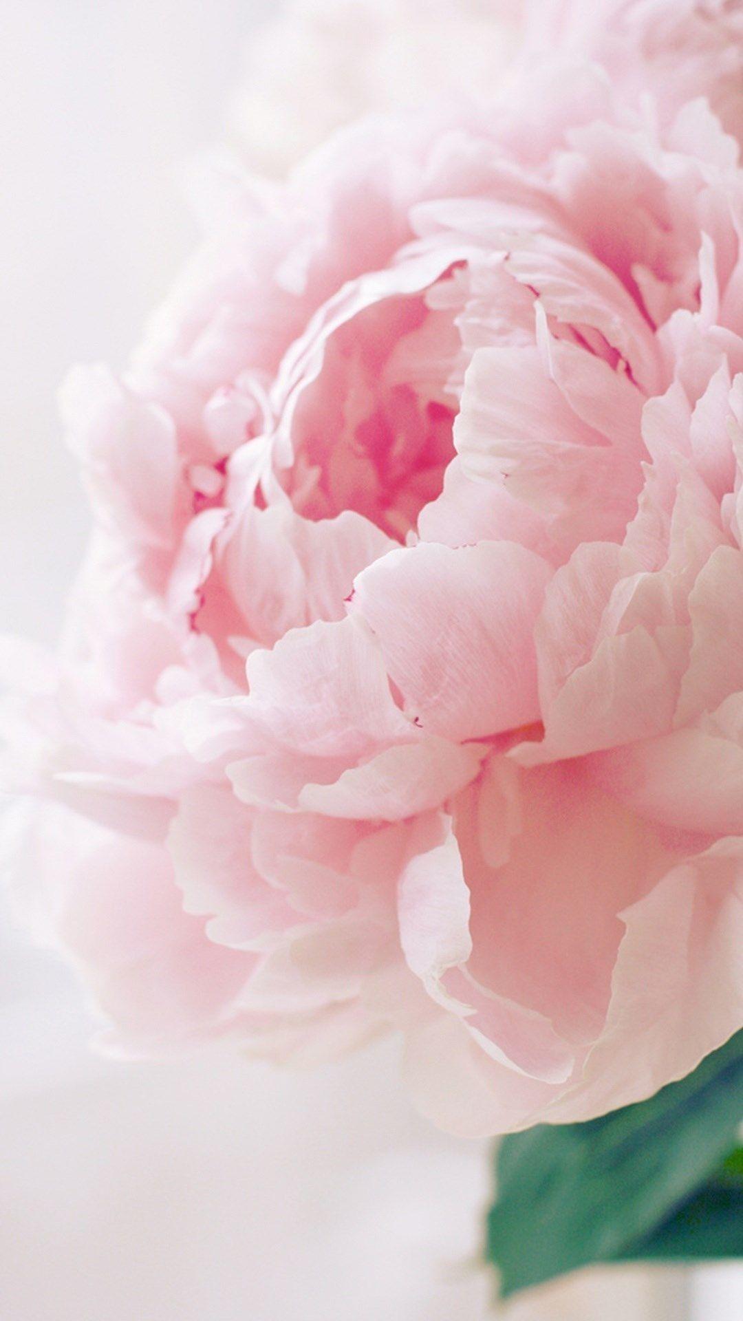 Light Pink Peonies Wallpapers - Top Free Light Pink Peonies Backgrounds ...