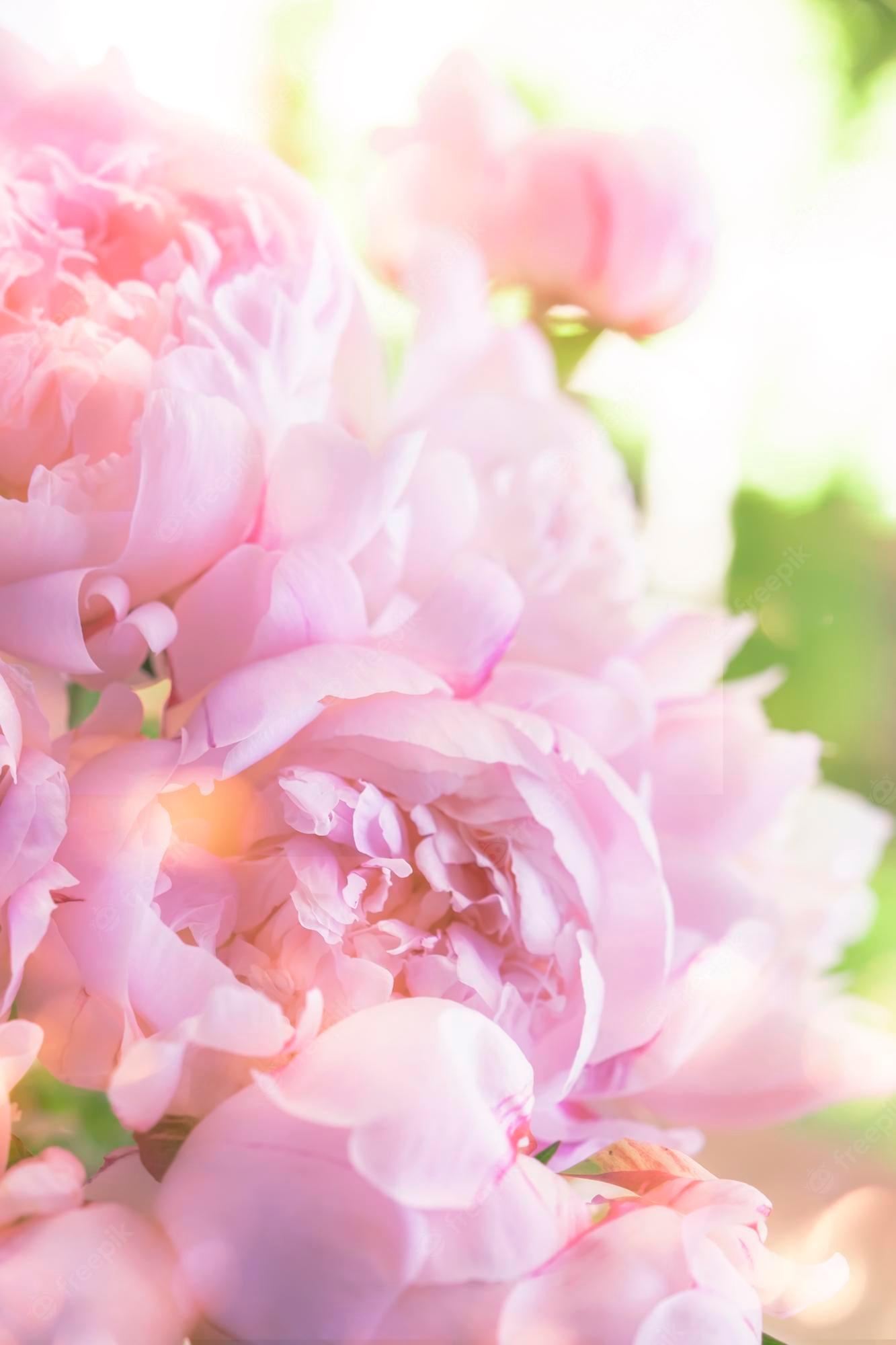 Light Pink Peonies Wallpapers - Top Free Light Pink Peonies Backgrounds ...