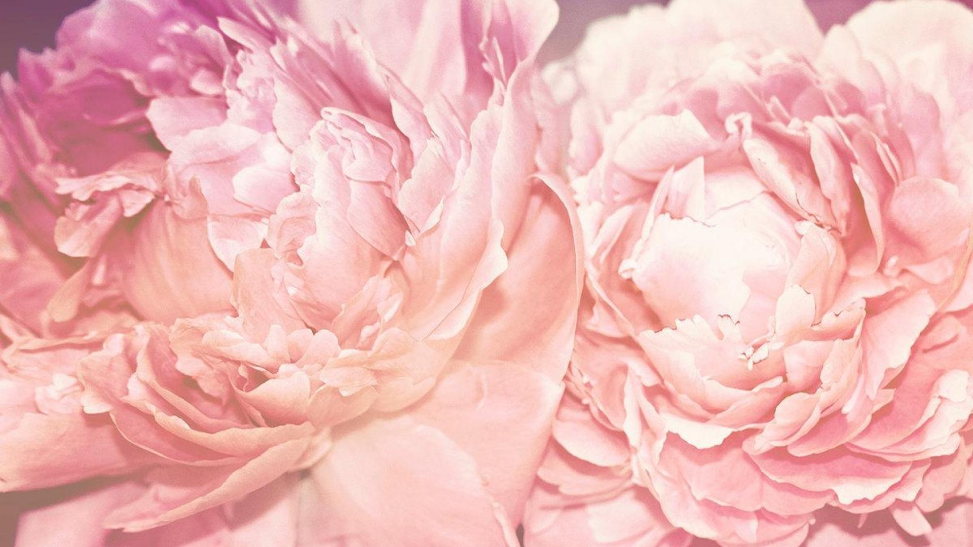 Light Pink Peonies Wallpapers - Top Free Light Pink Peonies Backgrounds ...