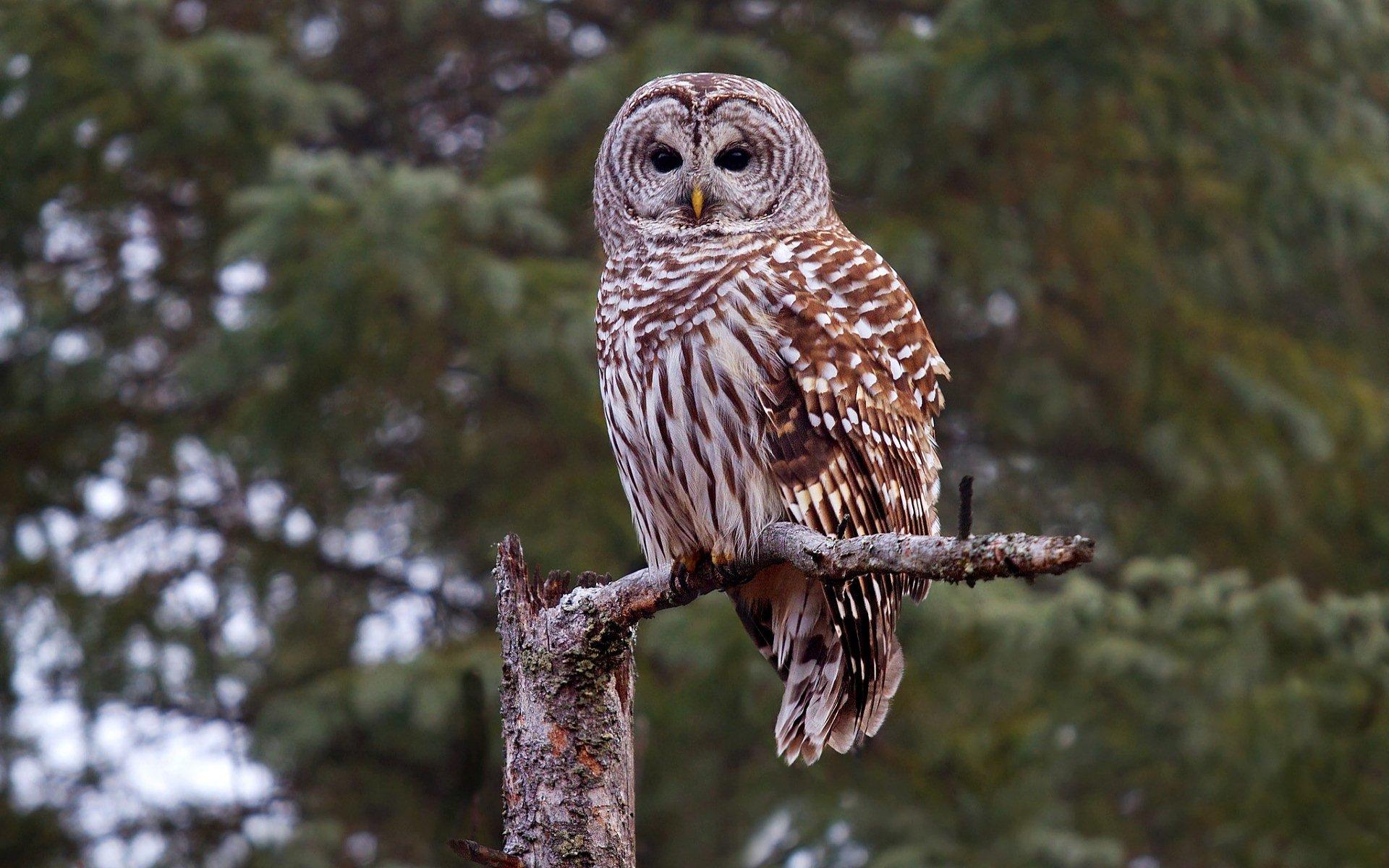 Barred Owl Wallpapers - Top Free Barred Owl Backgrounds - WallpaperAccess