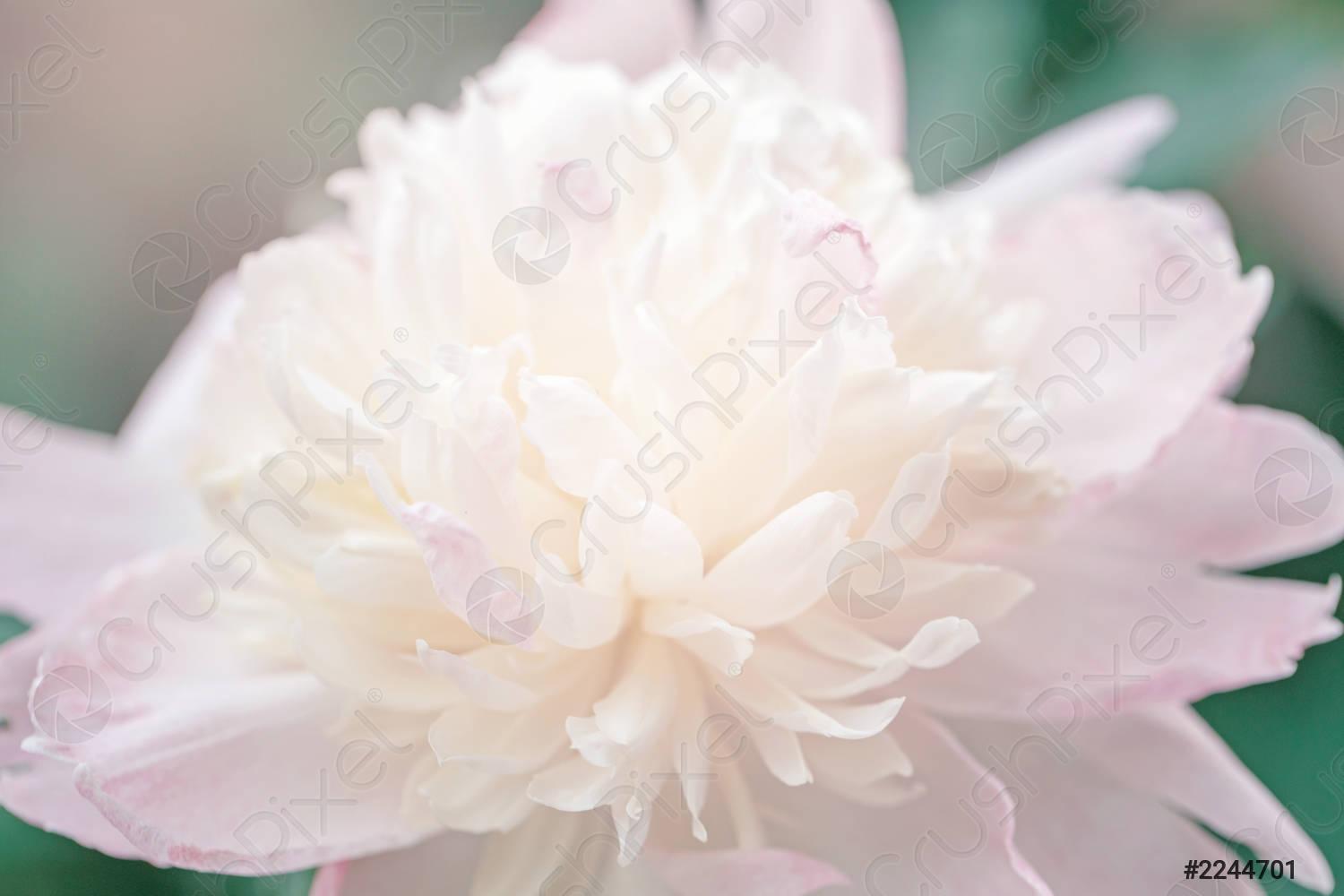 Light Pink Peonies Wallpapers - Top Free Light Pink Peonies Backgrounds ...