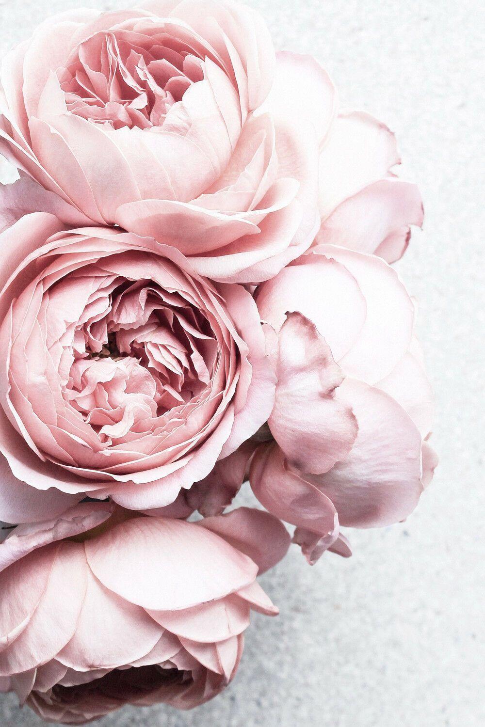 Light Pink Peonies Wallpapers - Top Free Light Pink Peonies Backgrounds ...